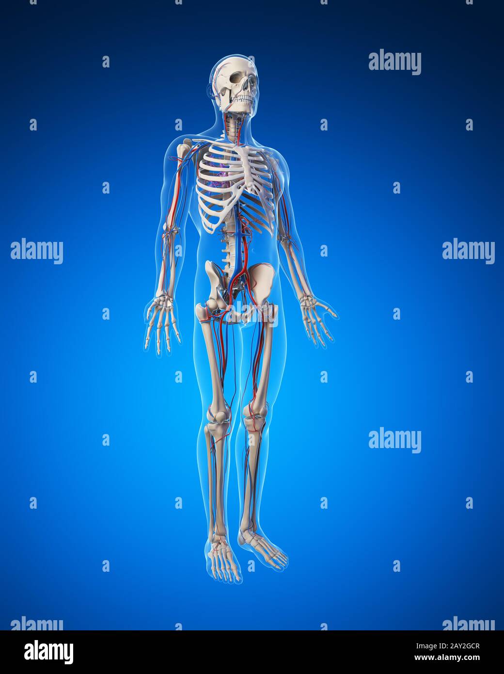 3d rendered illustration - vascular system Stock Photo - Alamy