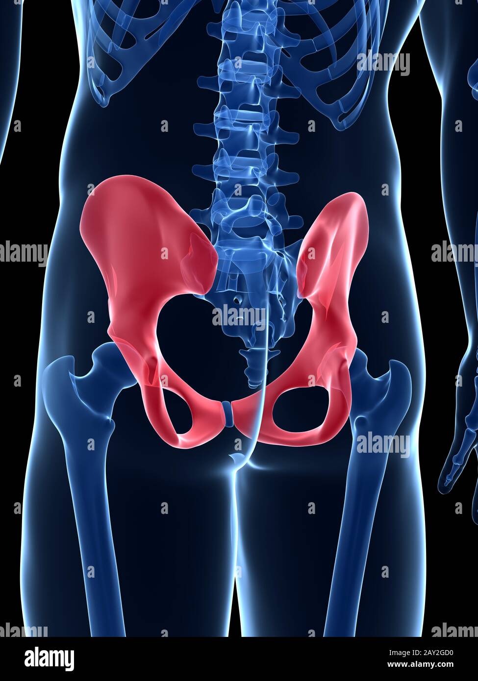 3d rendered illustration - hip bone Stock Photo - Alamy