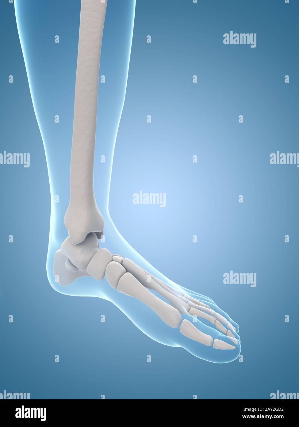 medical illustration of the skeletal foot Stock Photo - Alamy