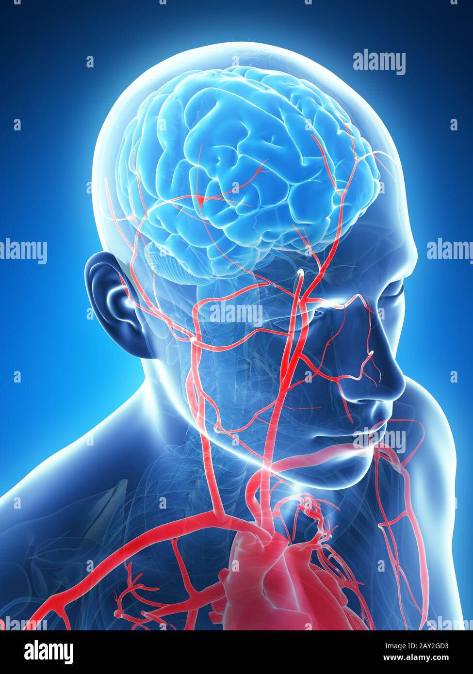 3d rendered illustration - male brain Stock Photo - Alamy