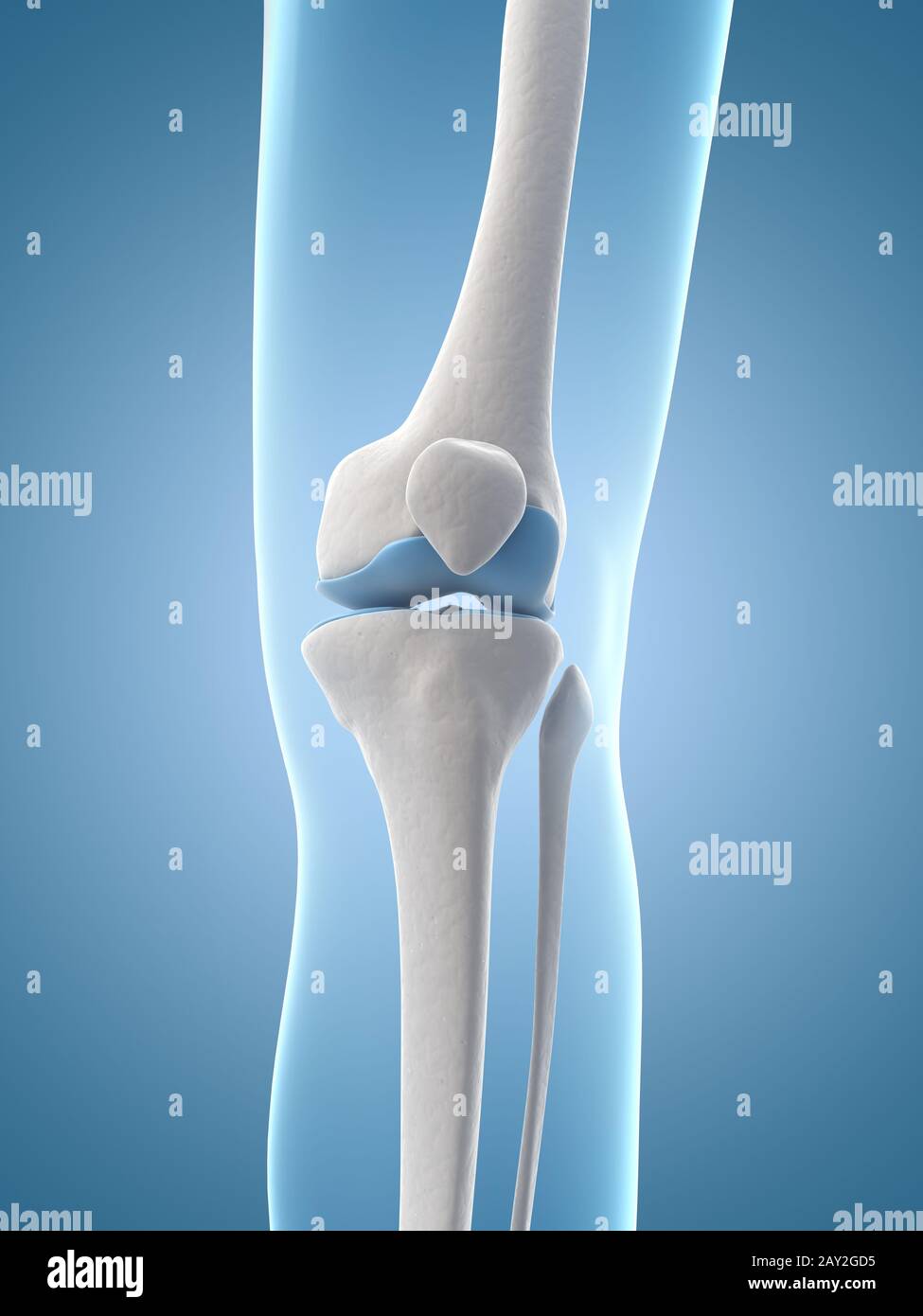 Human knee cap hi-res stock photography and images - Alamy