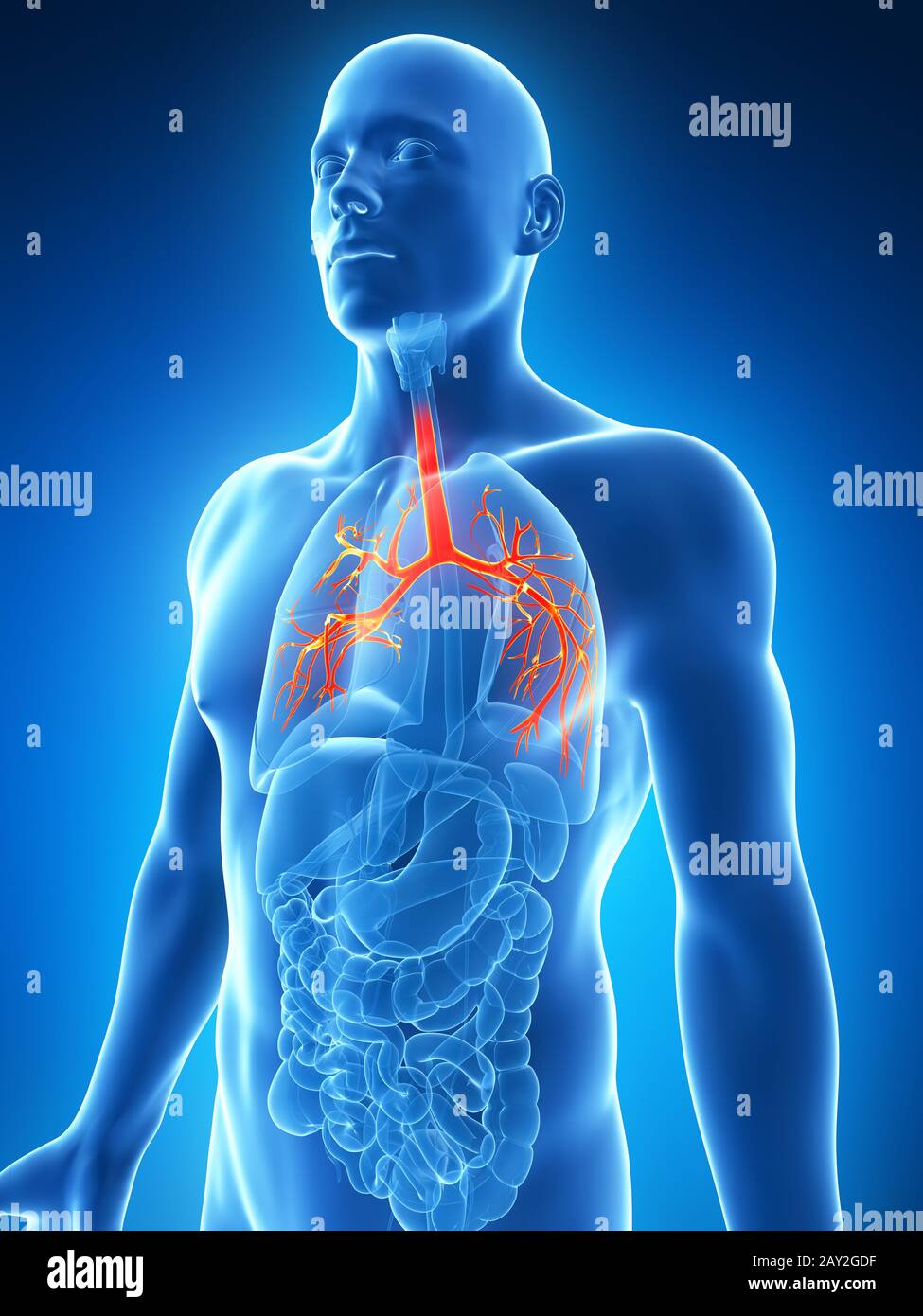 3d rendered illustration of the bronchi Stock Photo - Alamy