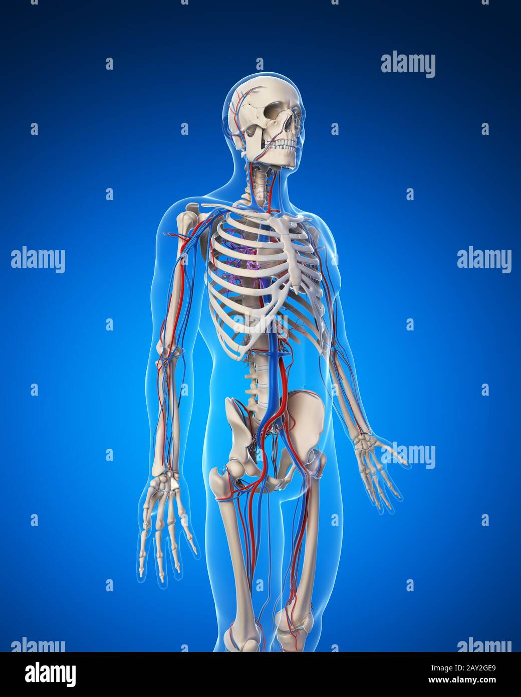 3d rendered illustration - vascular system Stock Photo - Alamy