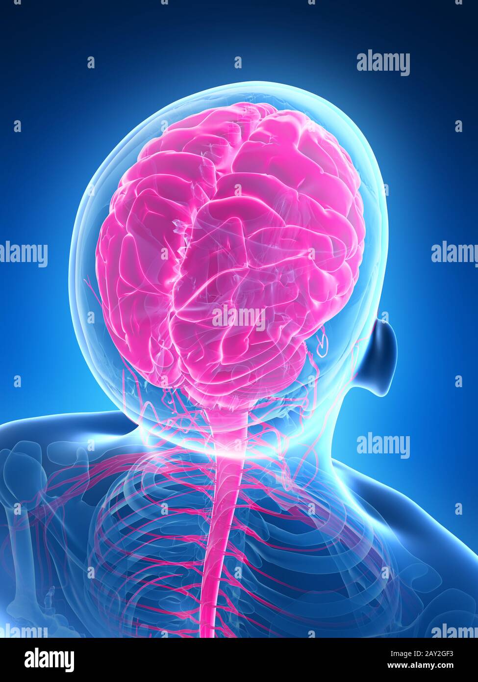 3d rendered illustration - male brain Stock Photo - Alamy