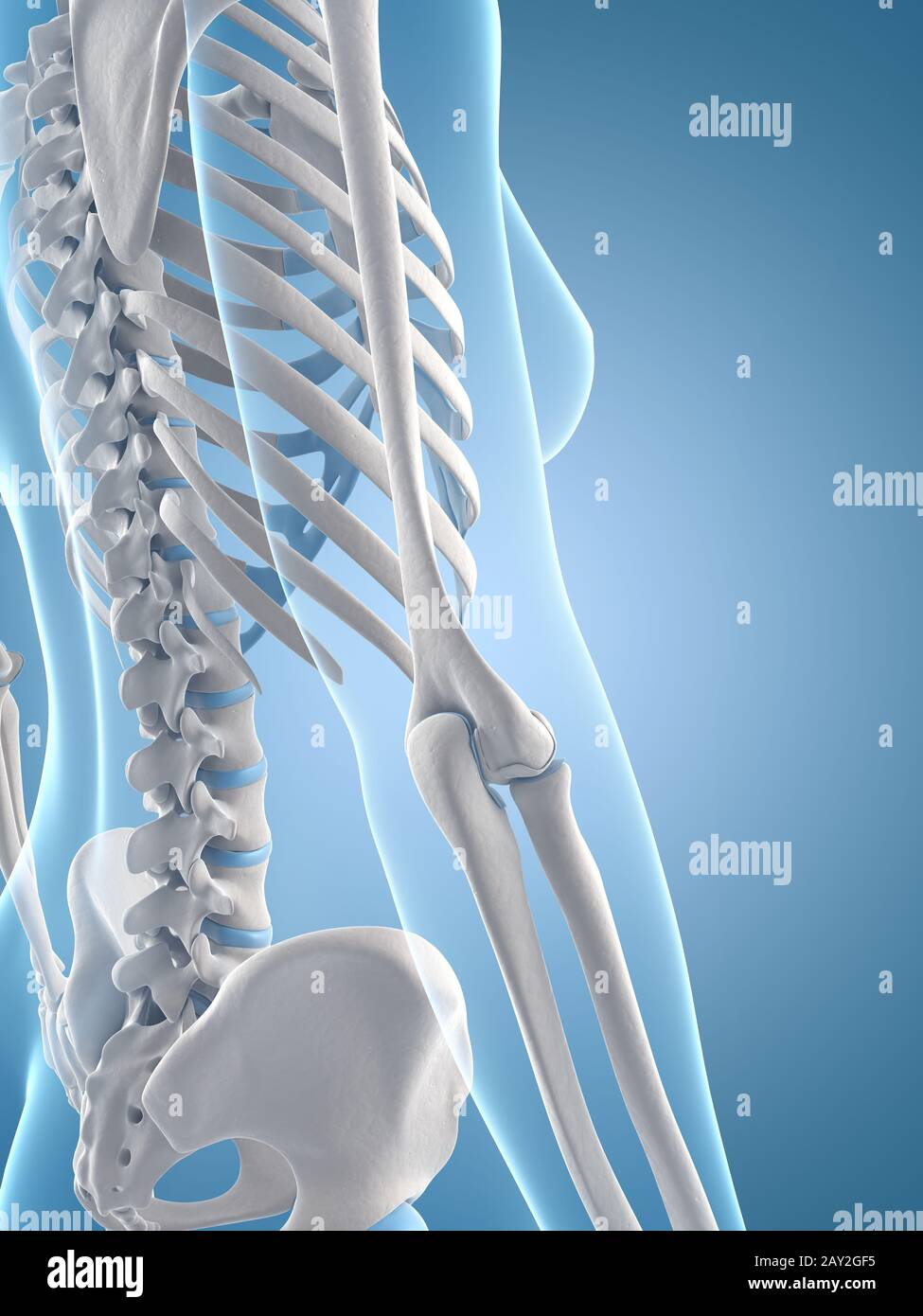 medical illustration of the elbow joint Stock Photo - Alamy