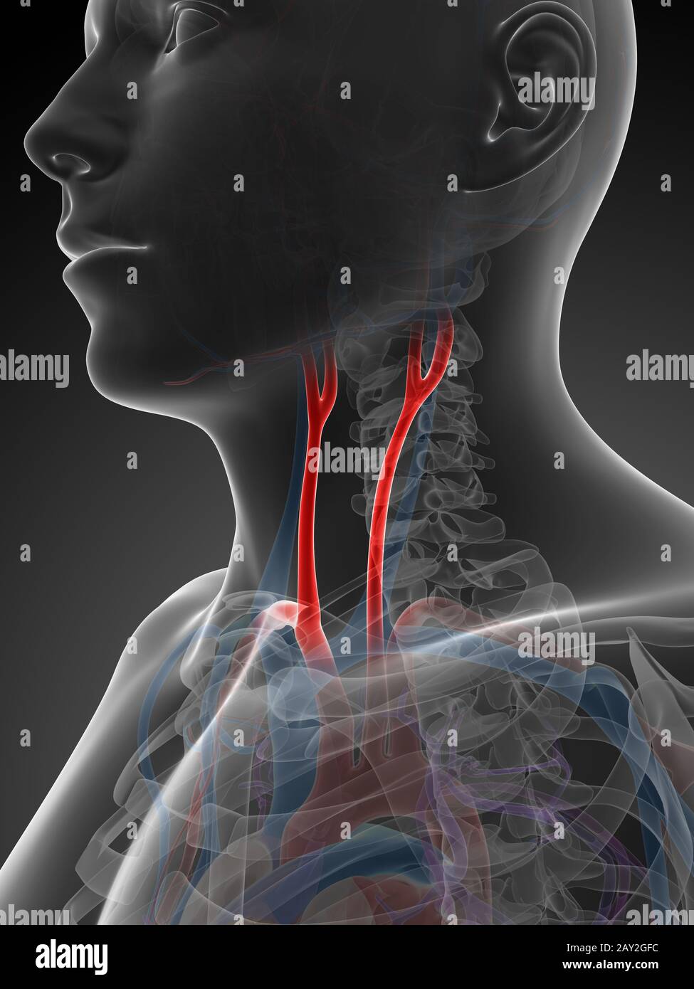 3d rendered illustration of the carotid artery Stock Photo - Alamy