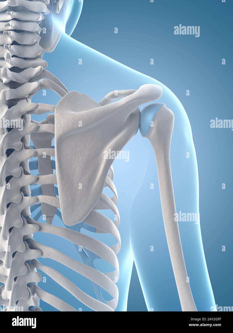 Scapula hi-res stock photography and images - Alamy