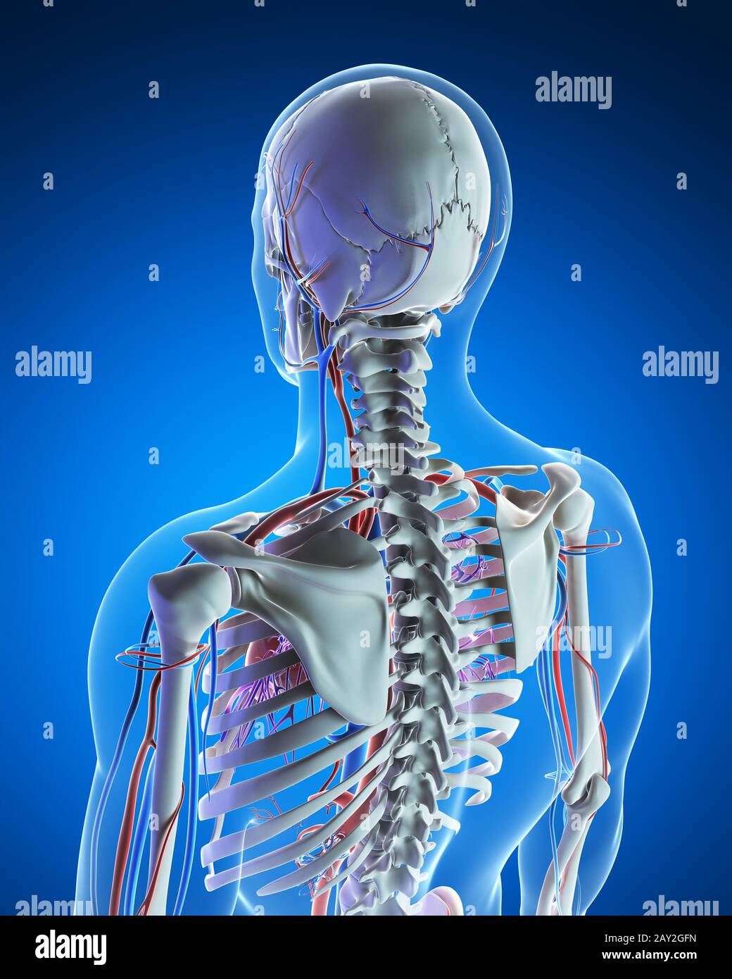 3d rendered illustration - vascular system Stock Photo - Alamy