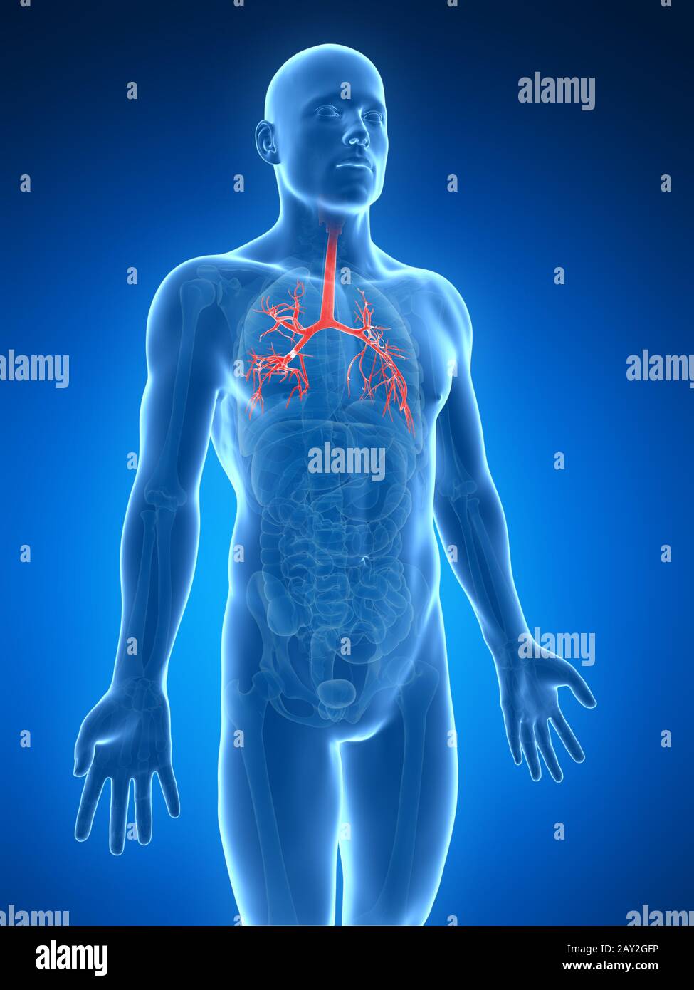 3d rendered illustration of the human bronchi Stock Photo - Alamy