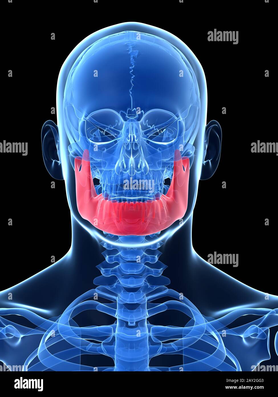 3d rendered illustration - jawbone Stock Photo - Alamy