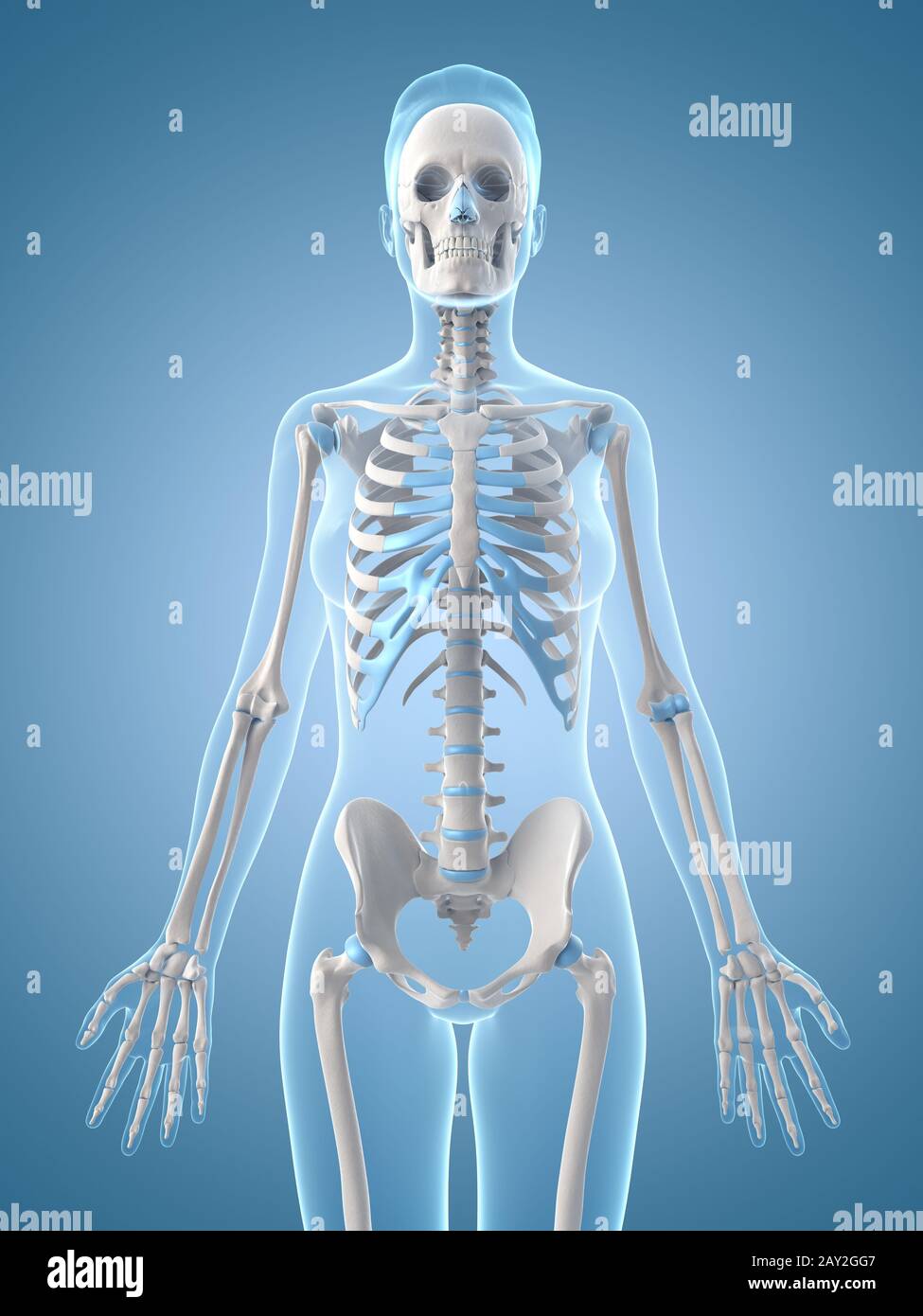 medical illustration of the female skeleton Stock Photo - Alamy