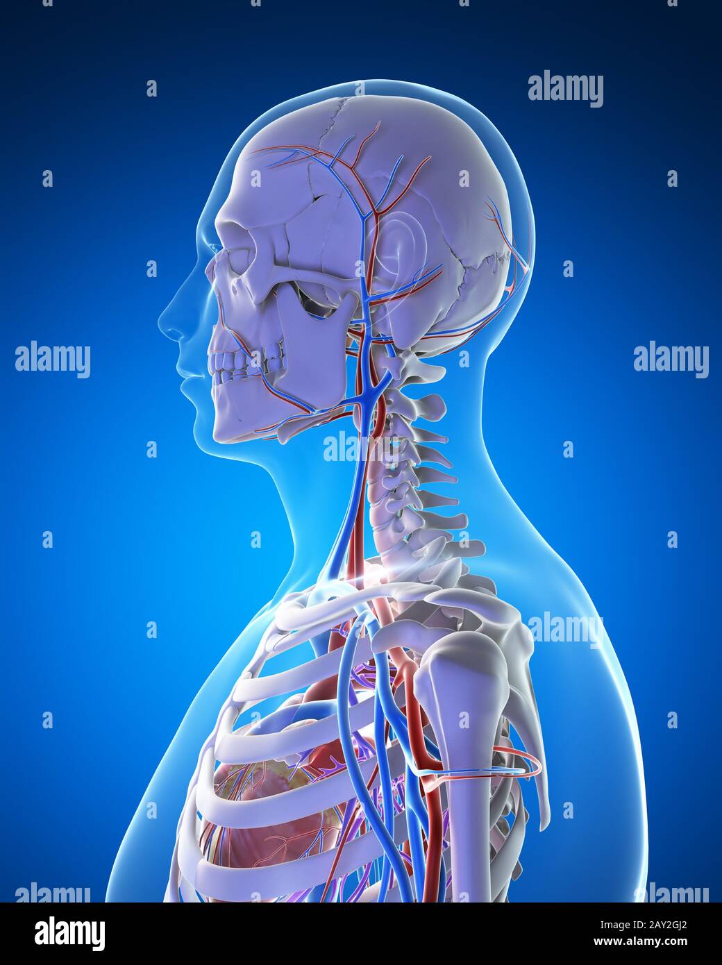 3d rendered illustration - vascular system Stock Photo - Alamy