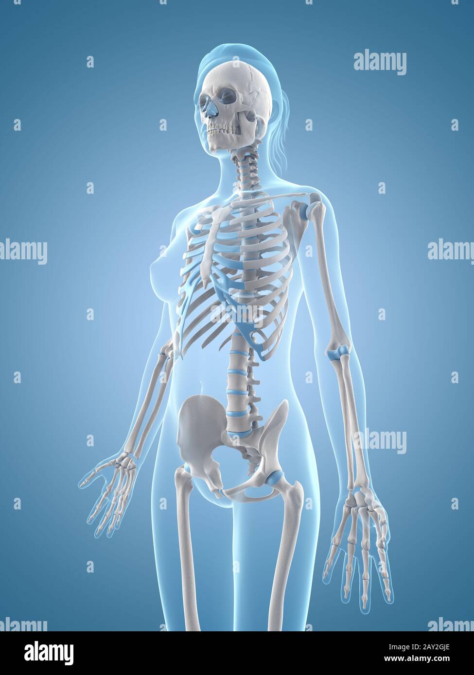 Female anatomy artwork transparent hi-res stock photography and images ...