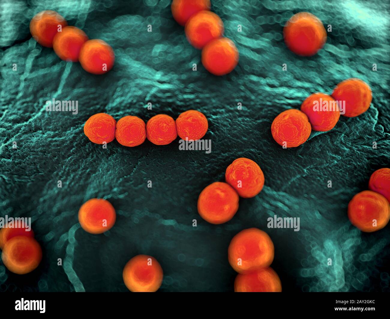 Coccus bacteria hi-res stock photography and images - Alamy