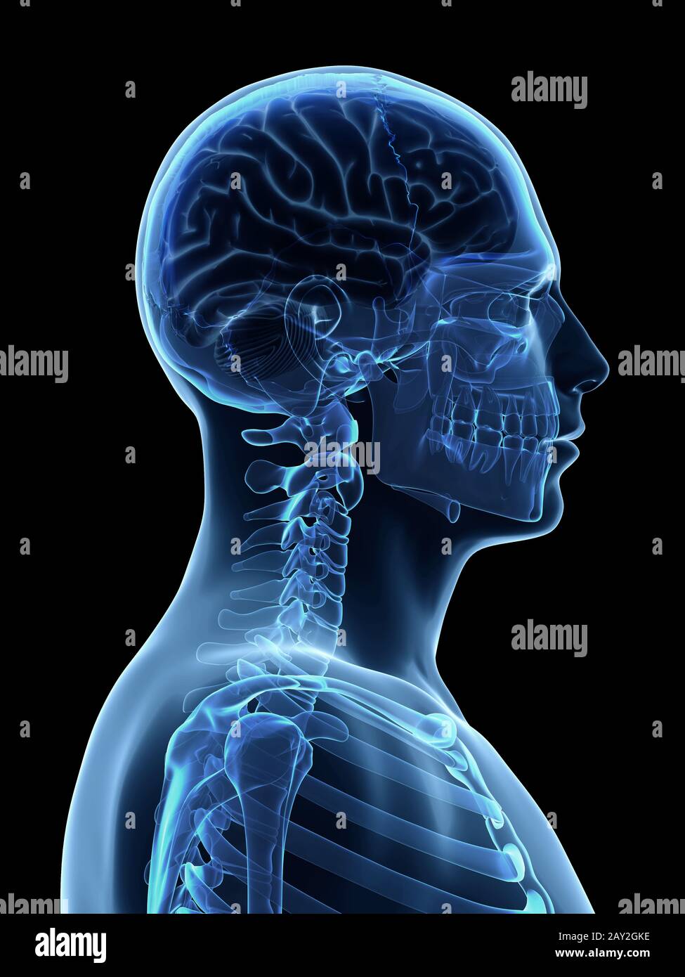 3d rendered illustration - male brain Stock Photo - Alamy