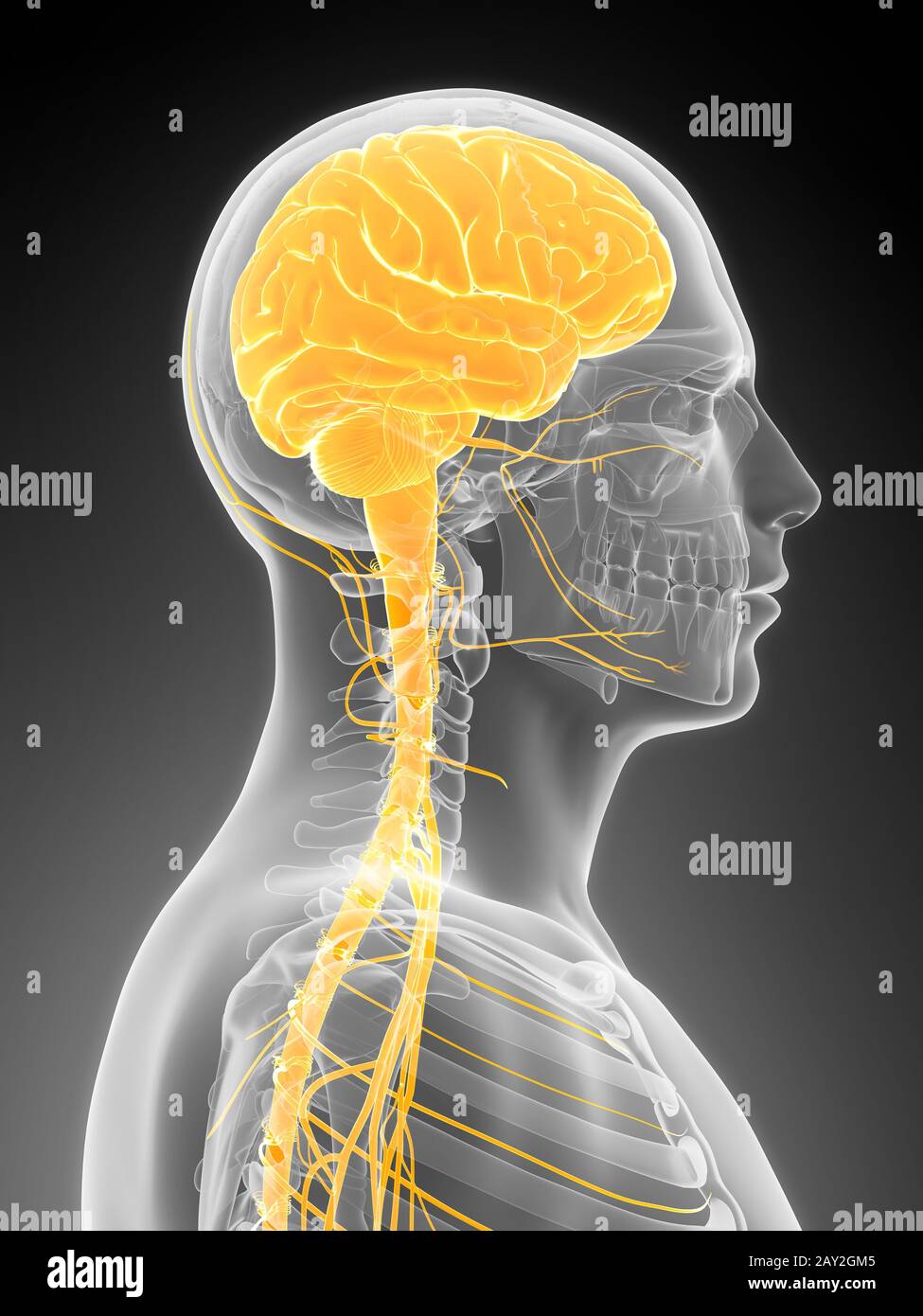 3d rendered illustration - male brain Stock Photo - Alamy