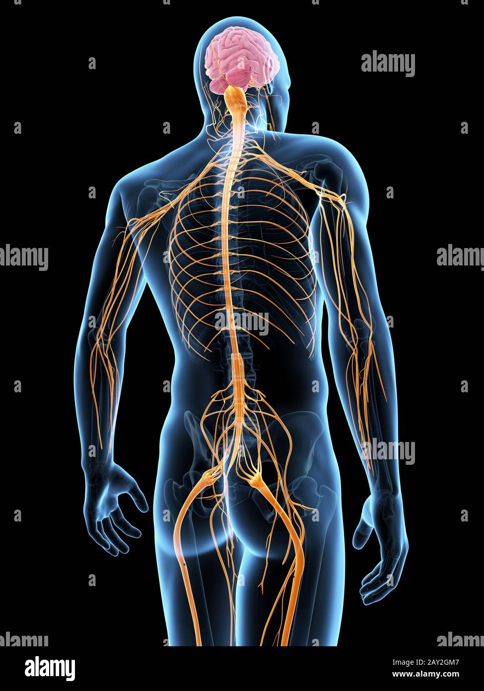 medical illustration of the nervous system Stock Photo - Alamy