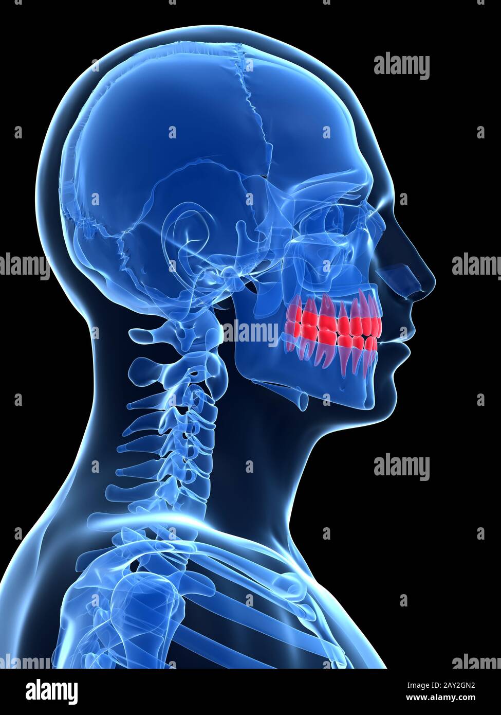 3d rendered illustration - teeth Stock Photo - Alamy