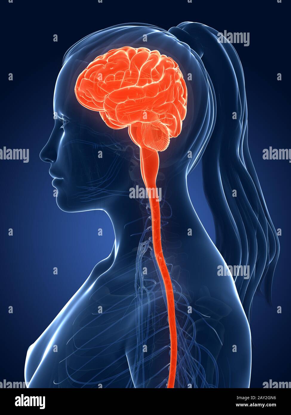 Female brain diagram hi-res stock photography and images - Alamy