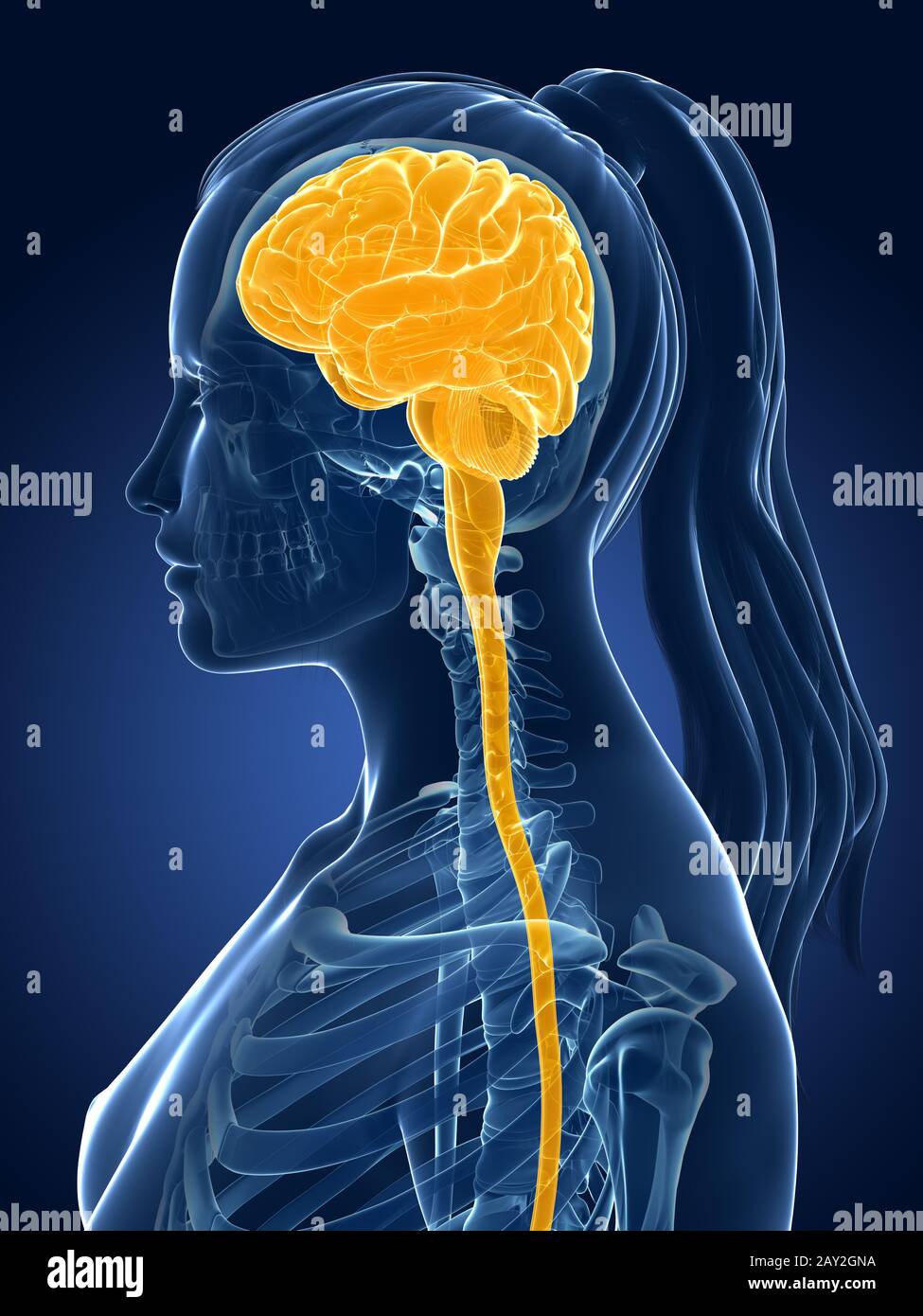 3d rendered medical illustration - female brain Stock Photo - Alamy