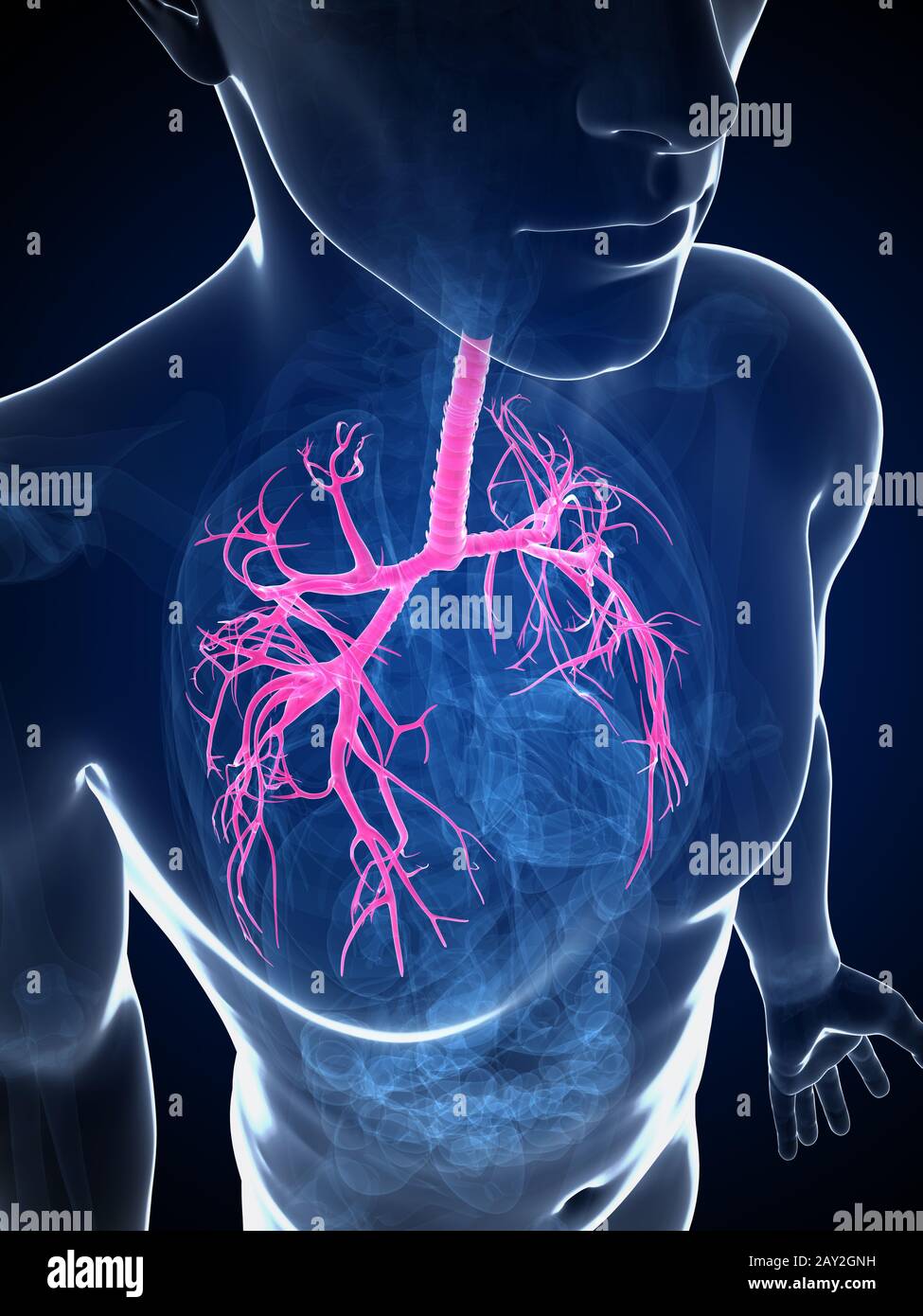 3d rendered illustration of the bronchi Stock Photo - Alamy