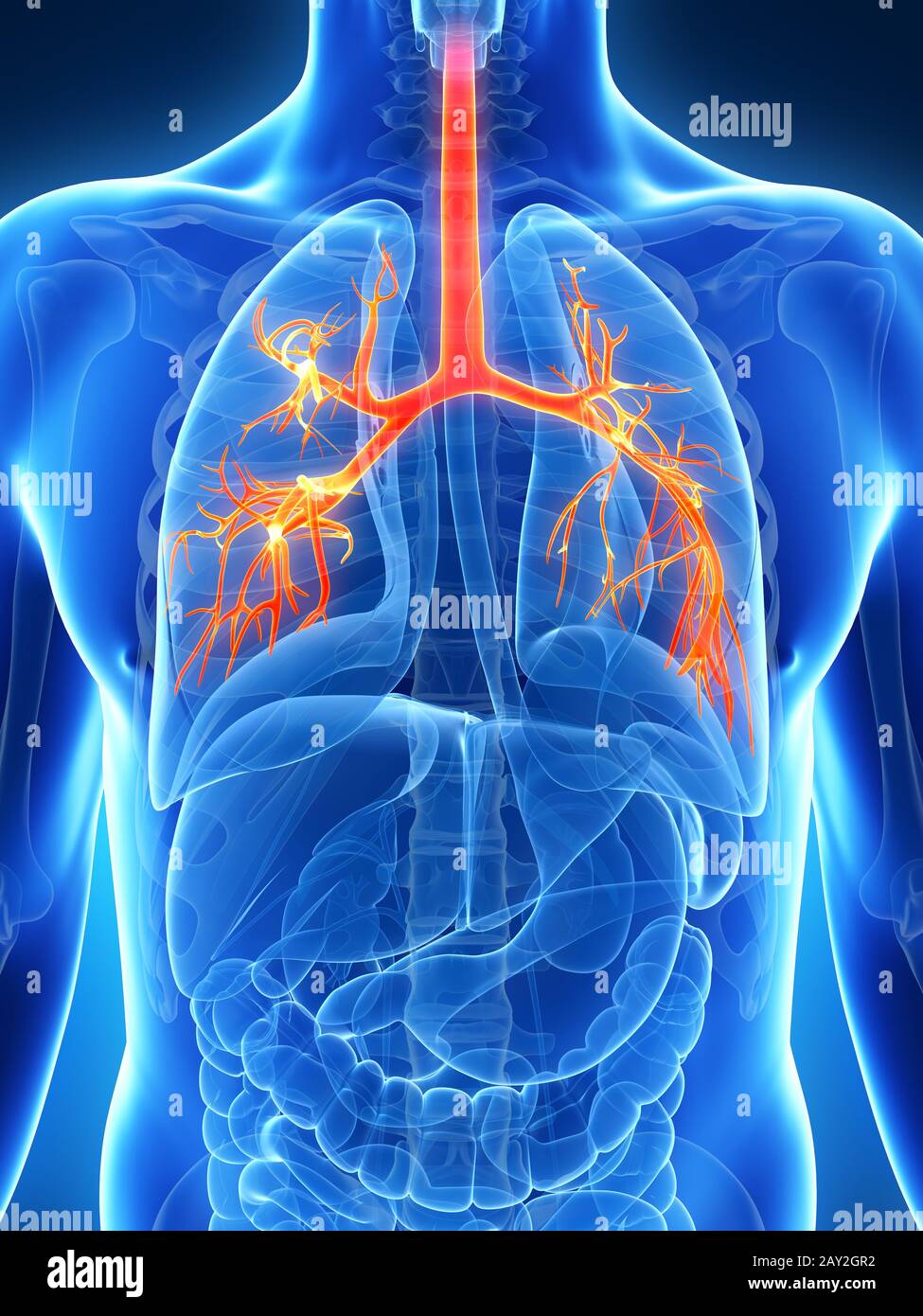 3d rendered illustration of the bronchi Stock Photo - Alamy