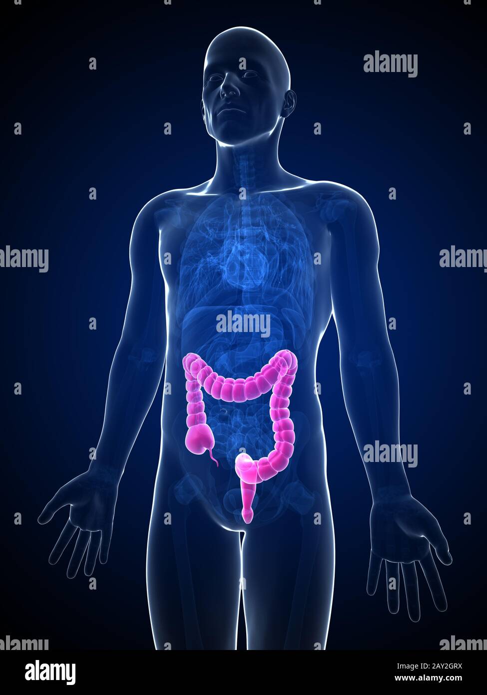 Male colon hi-res stock photography and images - Alamy