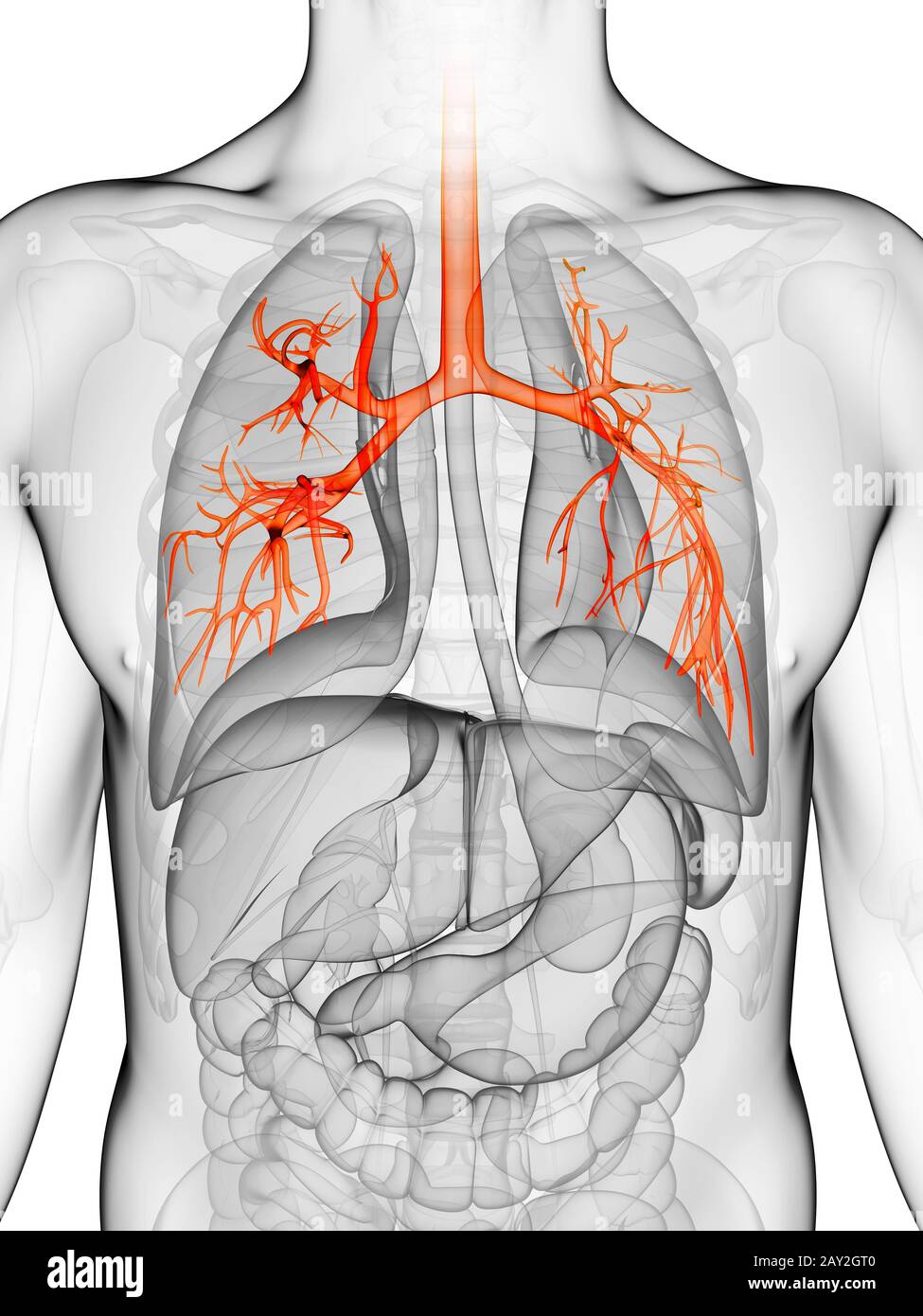 3d rendered illustration of the human bronchi Stock Photo - Alamy