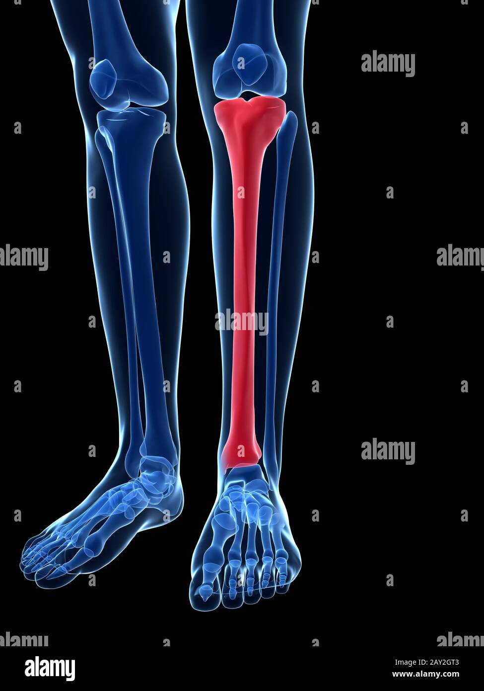3d rendered illustration - tibia Stock Photo - Alamy