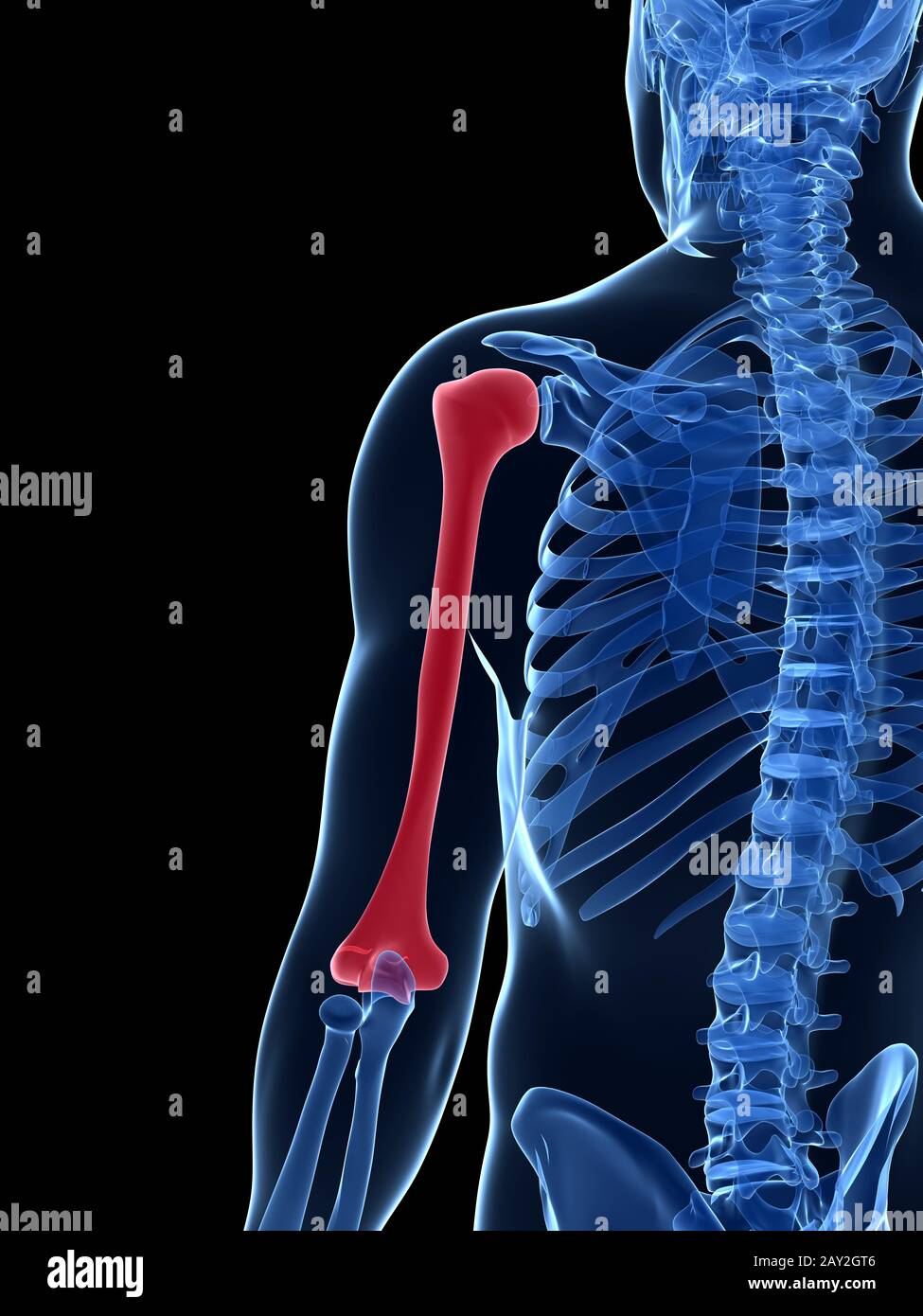 Humerus bone hi-res stock photography and images - Alamy