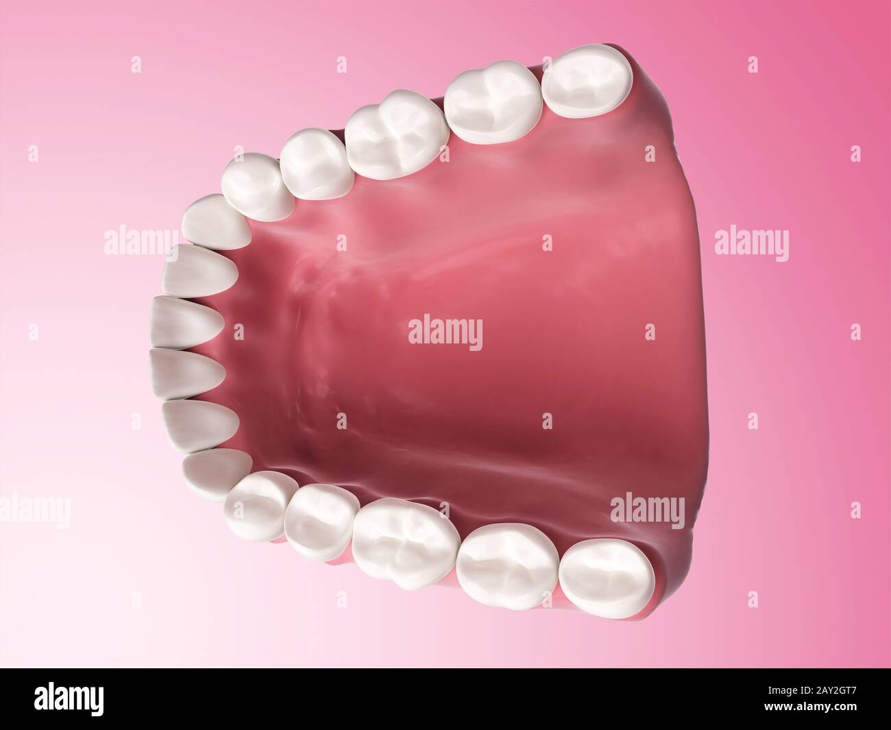 3d rendered illustration - lower teeth Stock Photo - Alamy