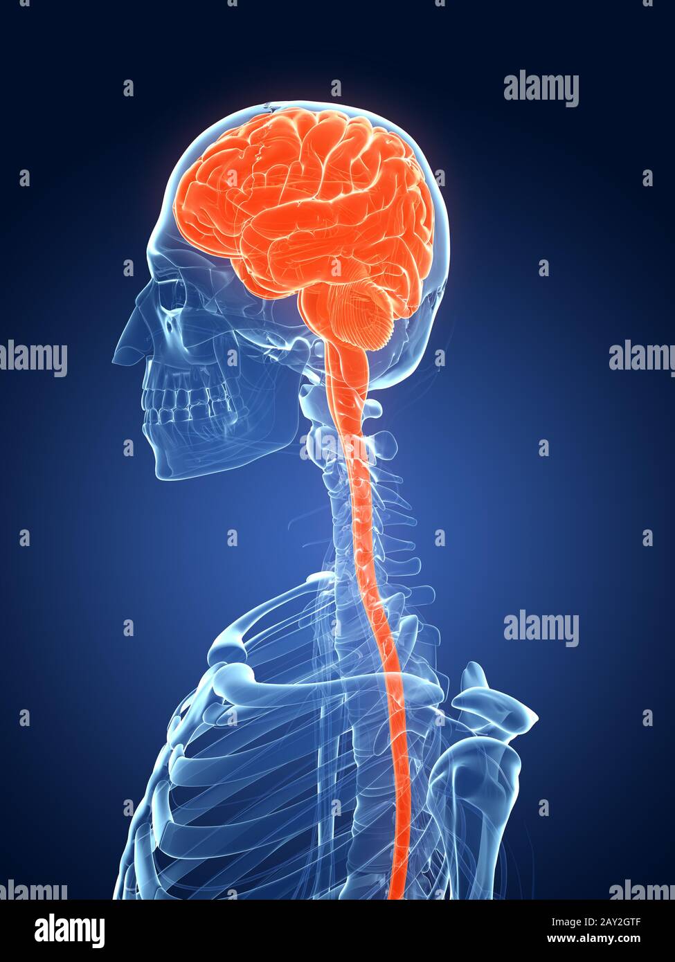 3d rendered medical illustration - female brain Stock Photo - Alamy