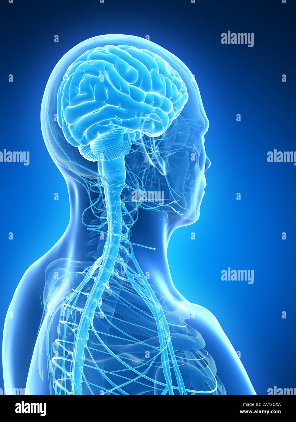 3d rendered illustration - male brain Stock Photo - Alamy