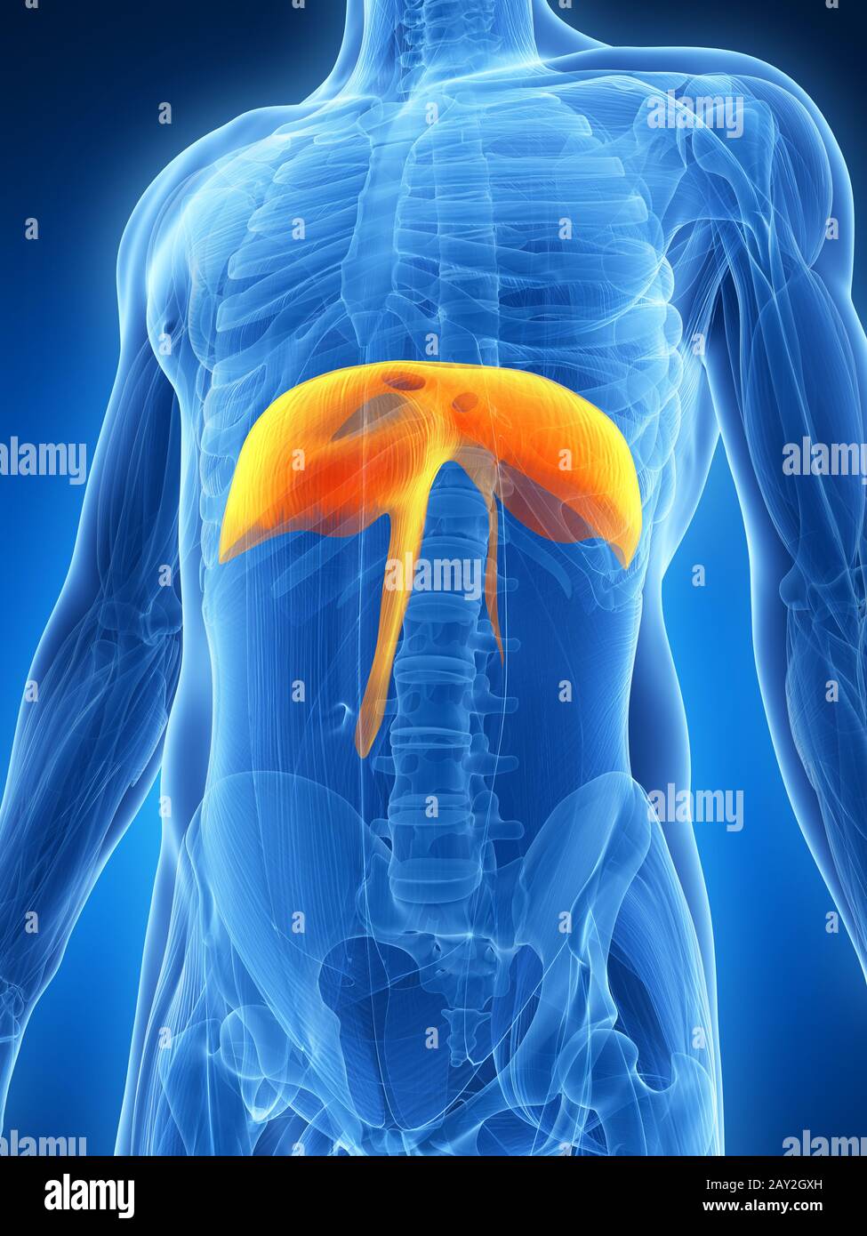 3d rendering diaphragm anatomy hi-res stock photography and images - Alamy