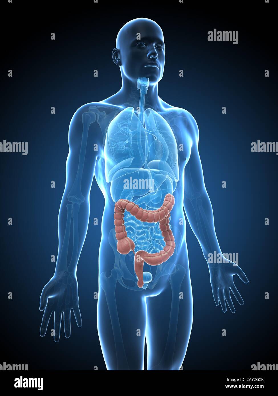 3d rendered illustration of a male´s colon Stock Photo - Alamy