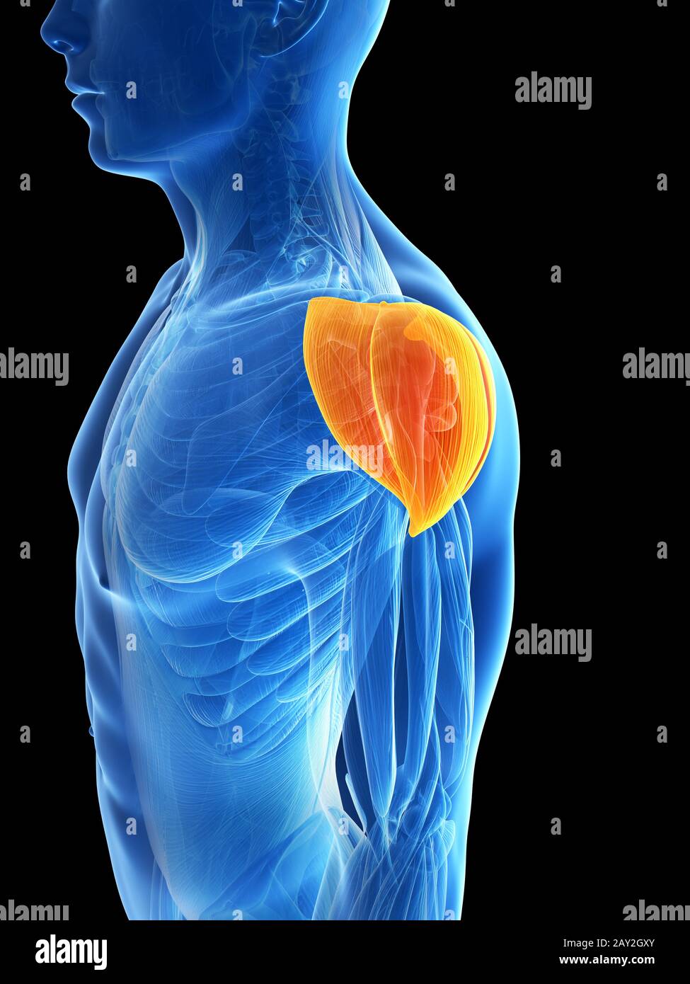 3d rendered illustration - shoulder muscle Stock Photo - Alamy