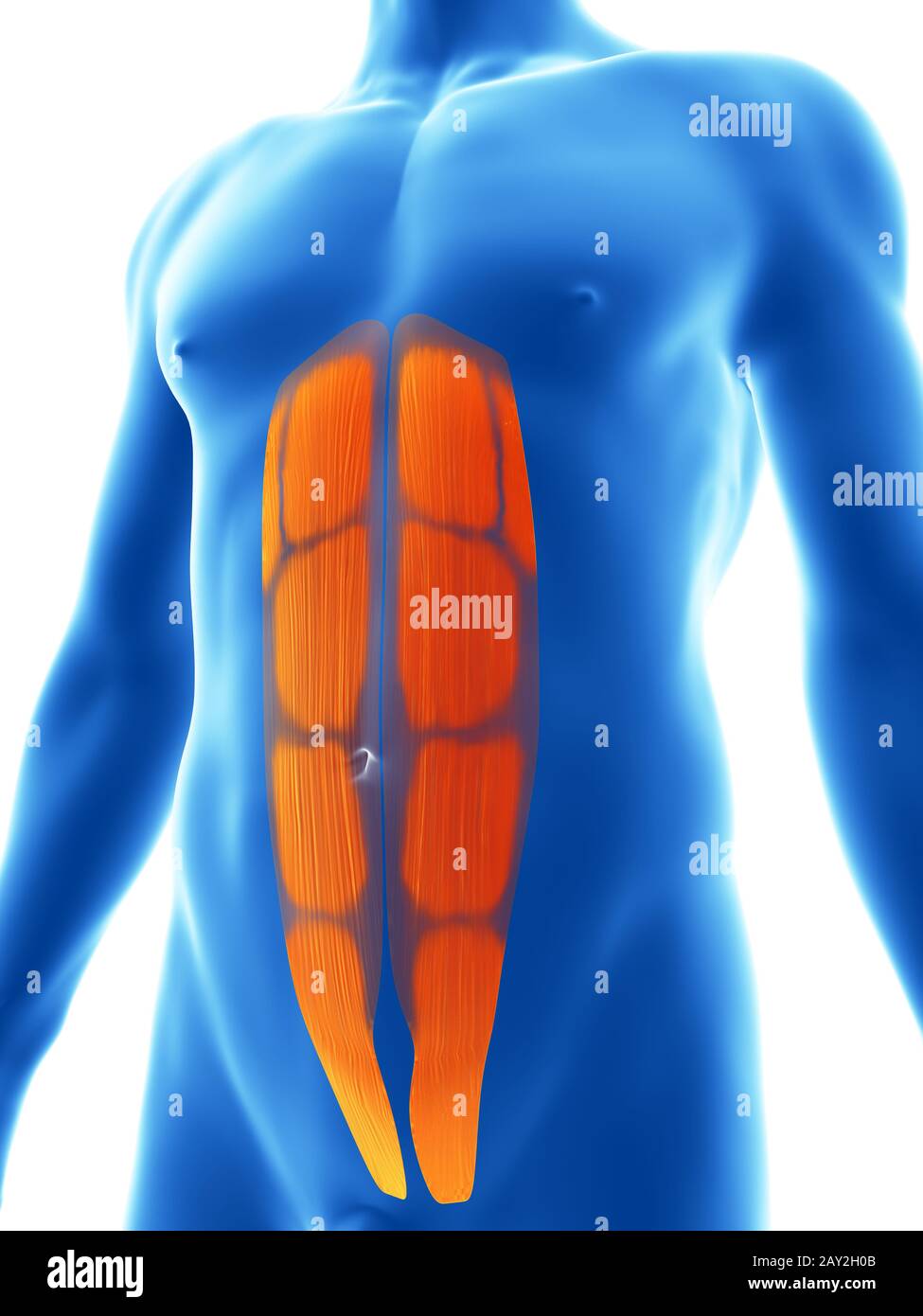 Rectus abdominis muscle hi-res stock photography and images - Alamy