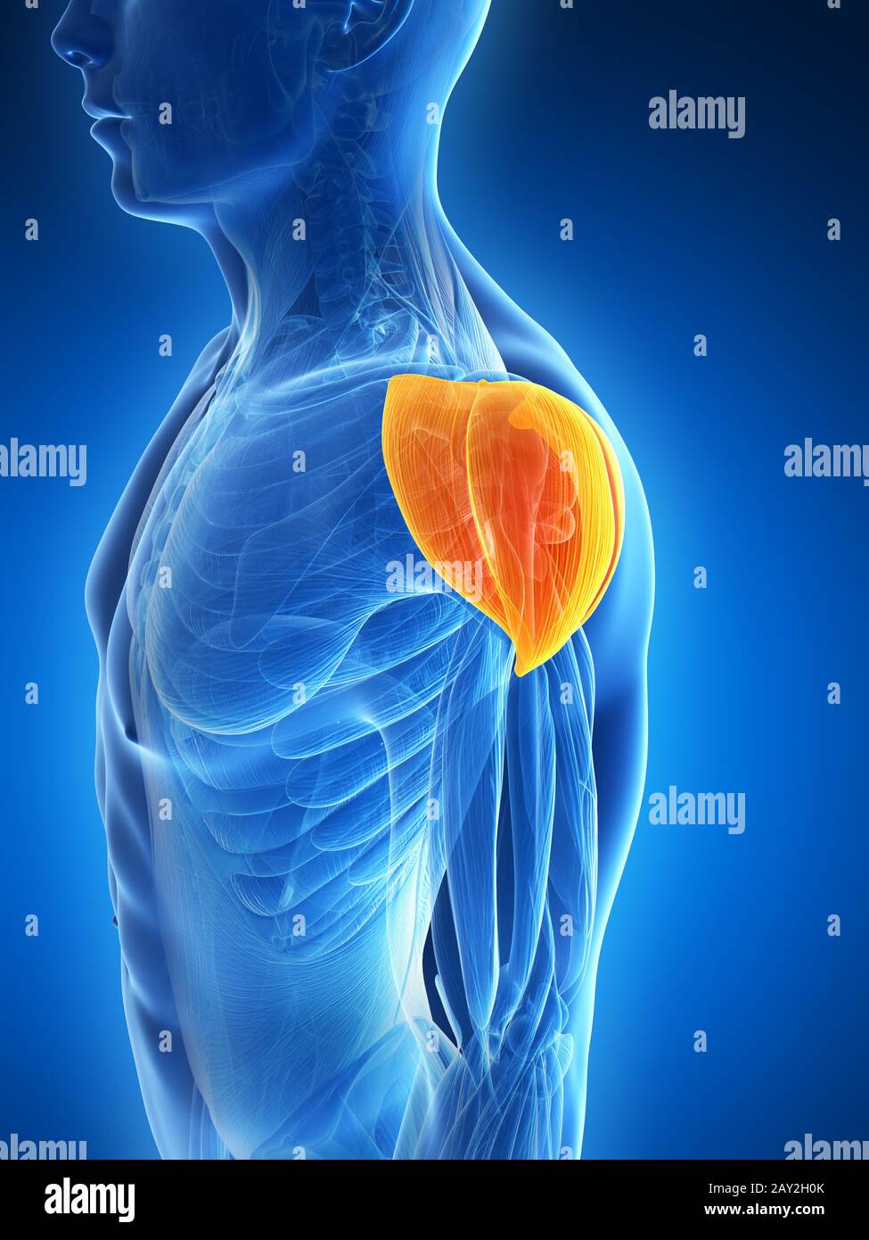 3d rendered illustration - shoulder muscle Stock Photo - Alamy