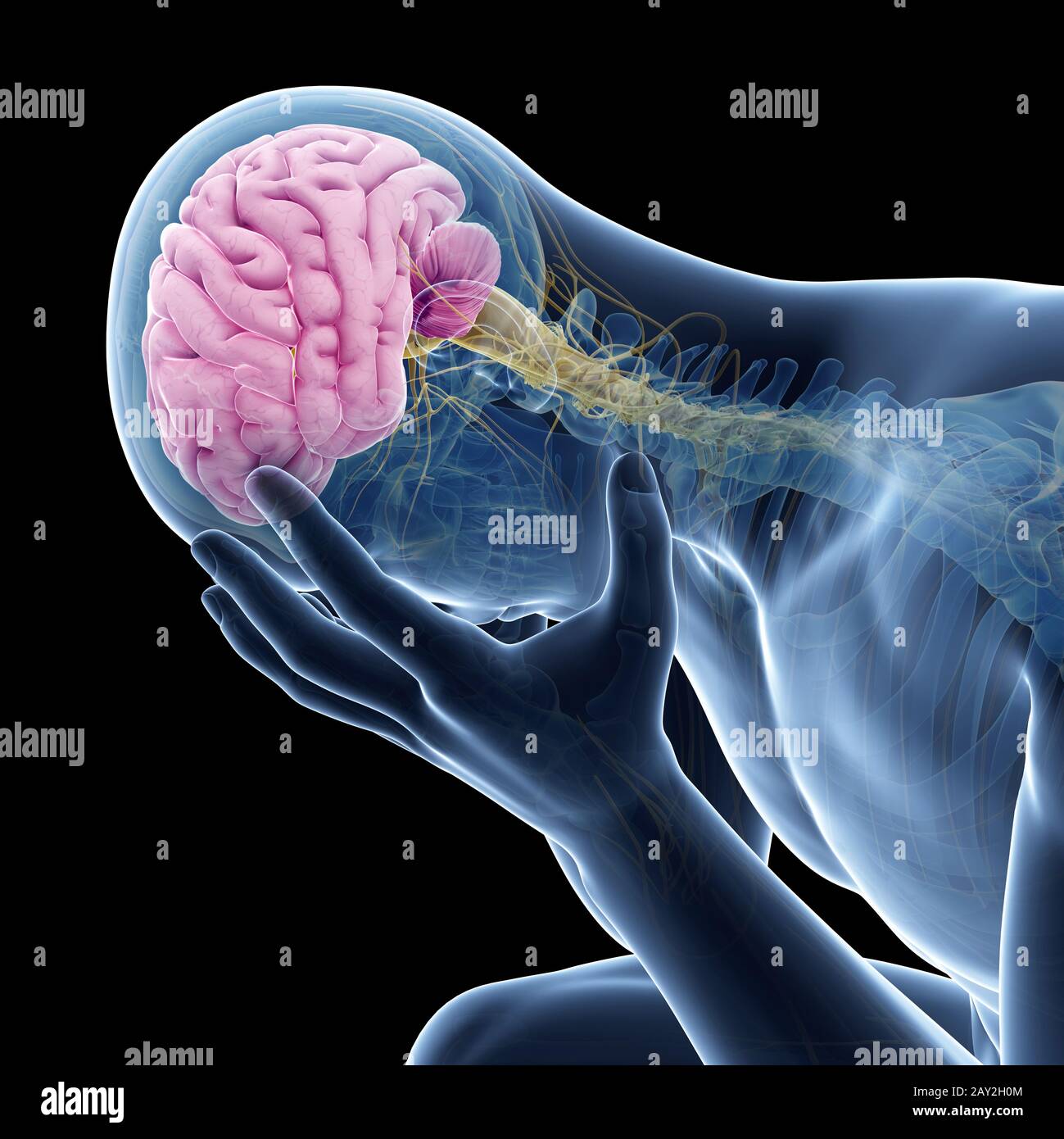 depression illustration - visible anatomy Stock Photo - Alamy