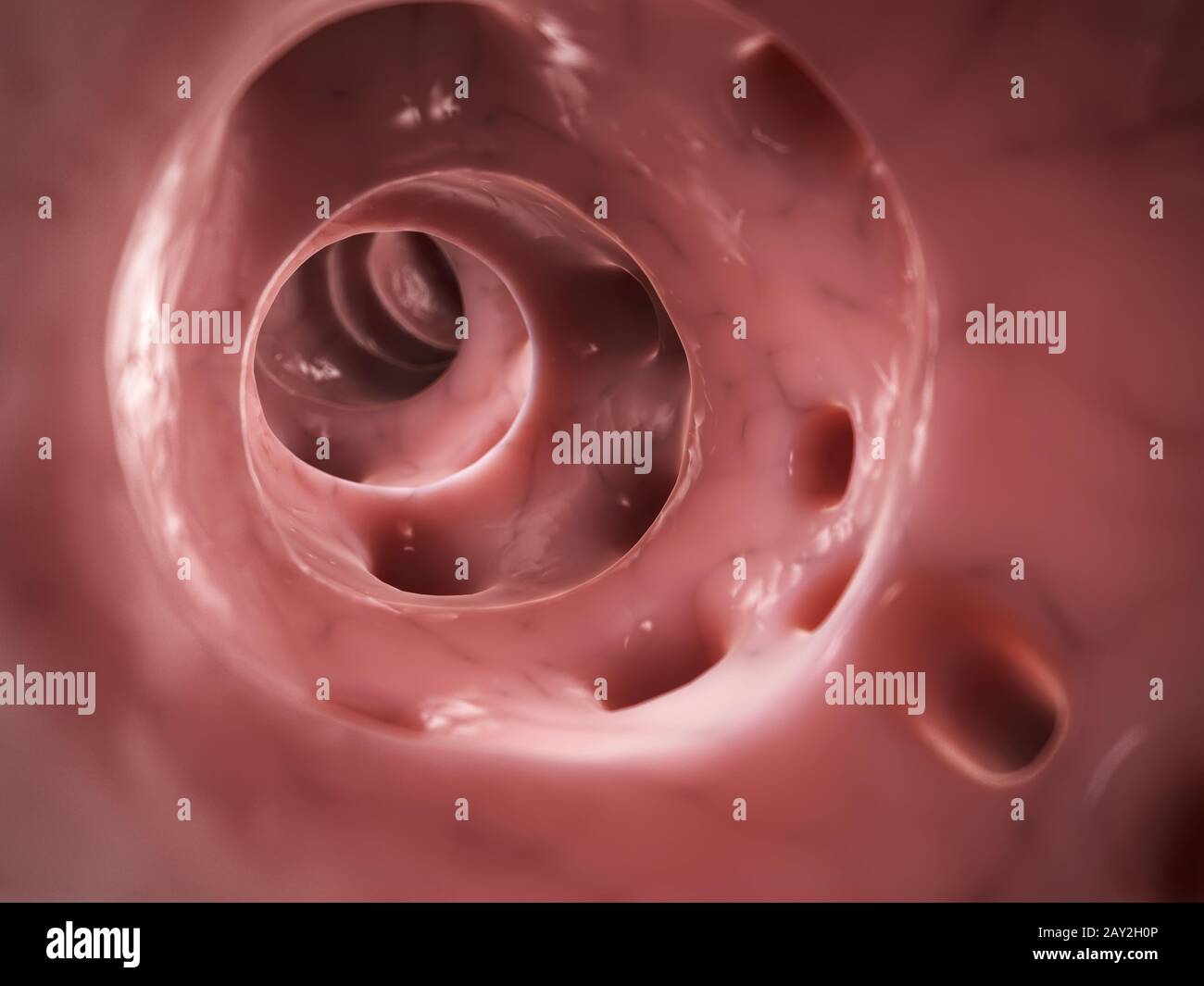 Large Intestine Inside