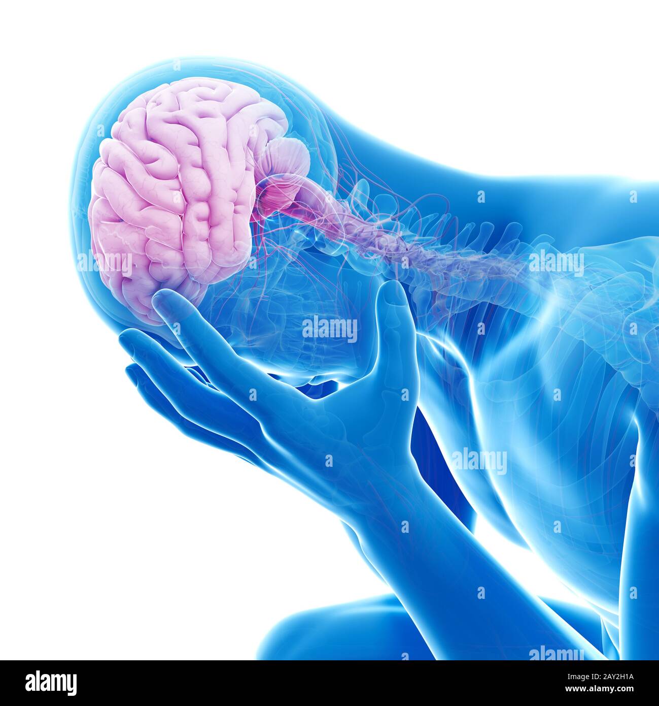 depression illustration - visible anatomy Stock Photo - Alamy