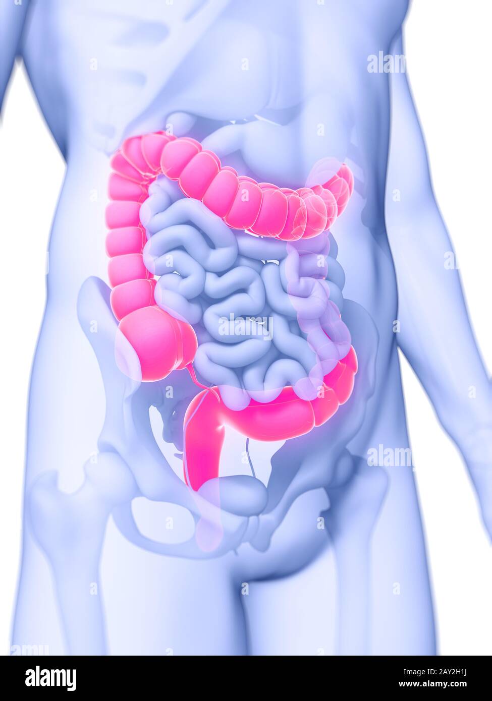 Large intestine anatomical illustration hi-res stock photography and ...