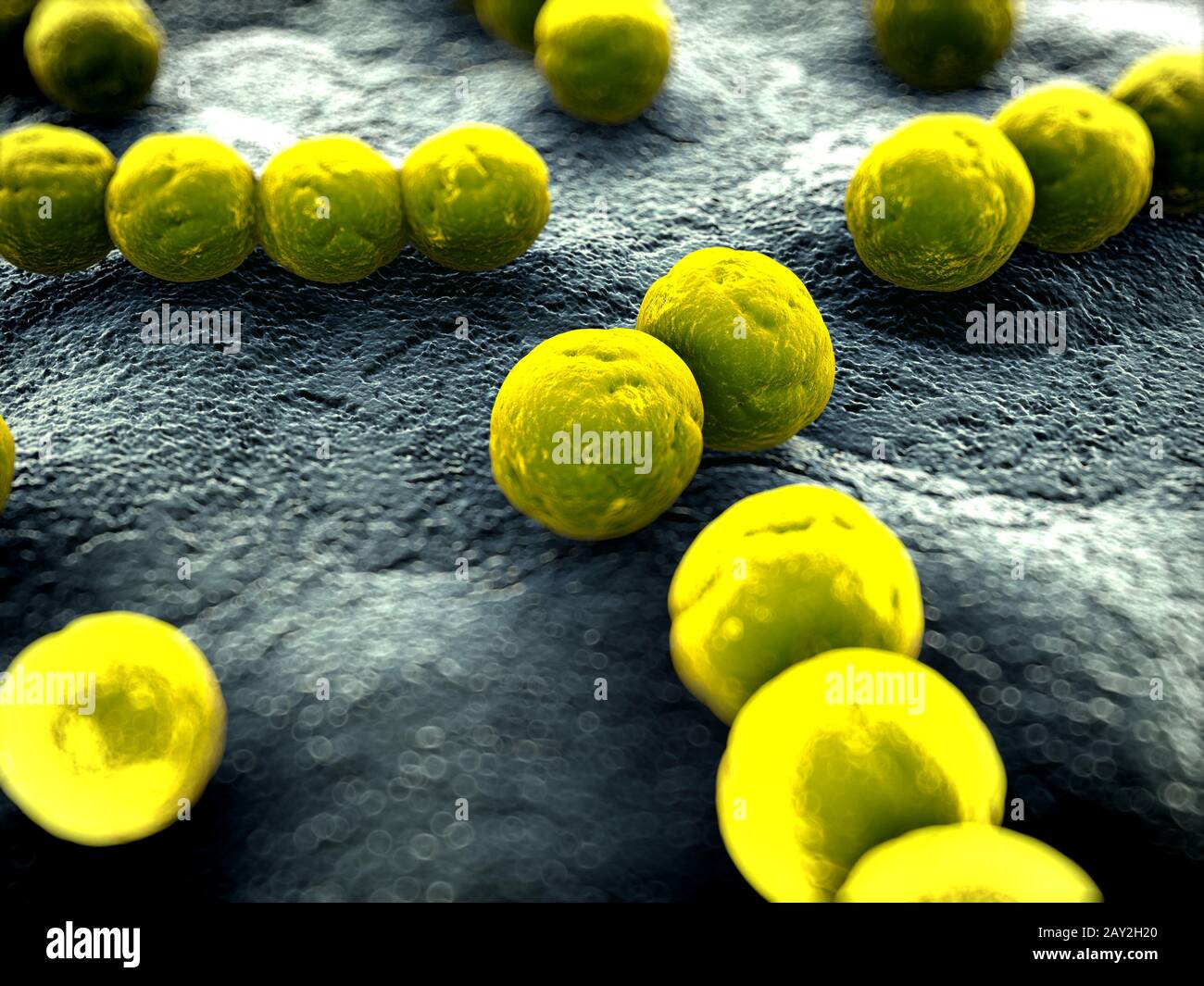 Coccus bacteria hi-res stock photography and images - Alamy
