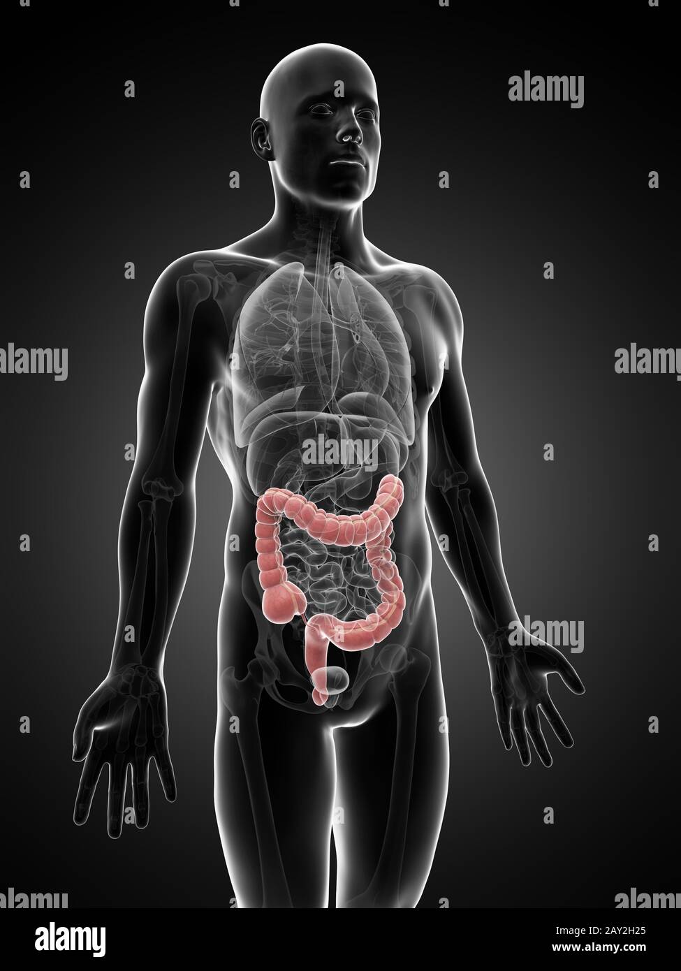 Human large intestine hi-res stock photography and images - Alamy