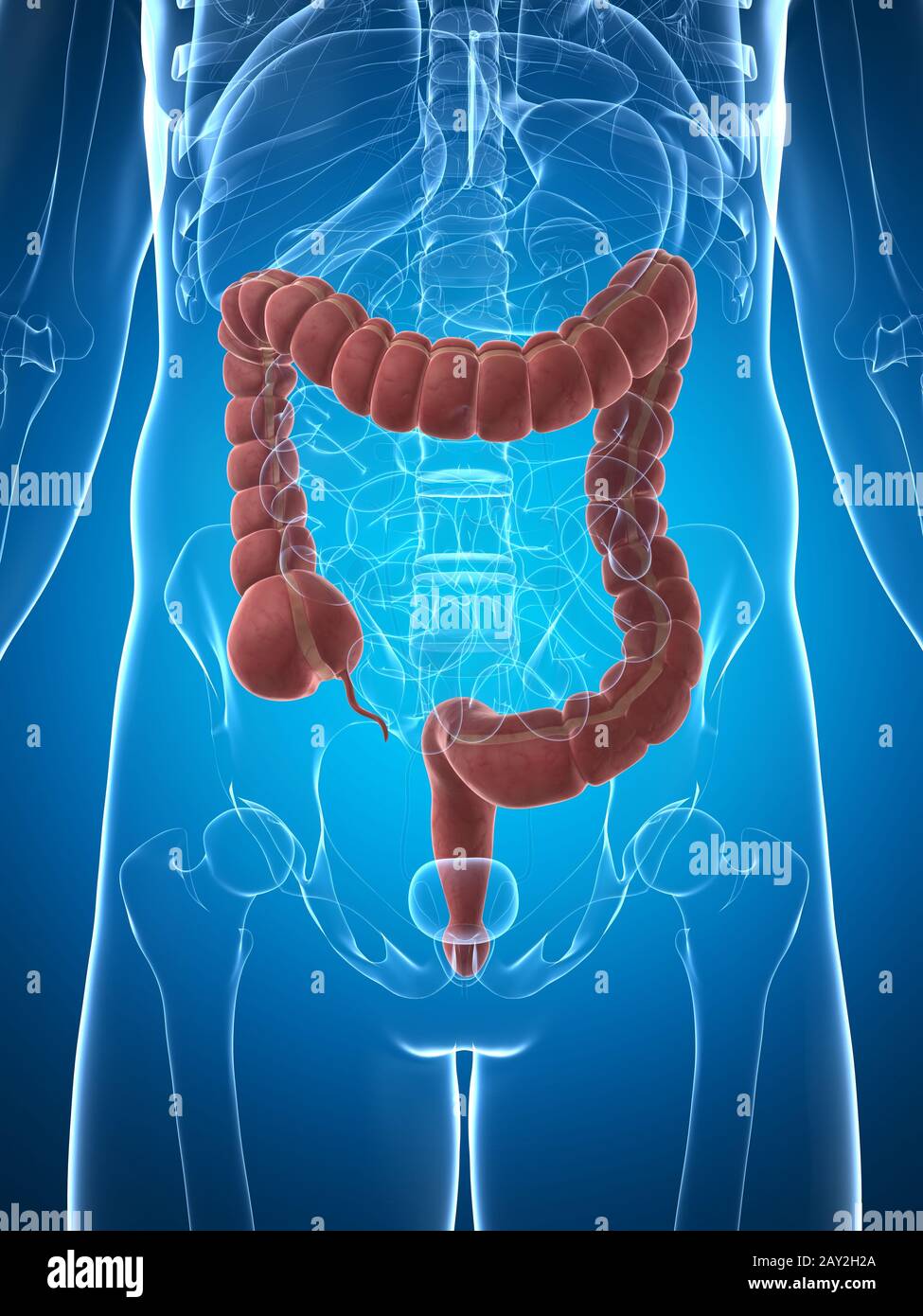 3d rendered illustration of the male colon Stock Photo - Alamy