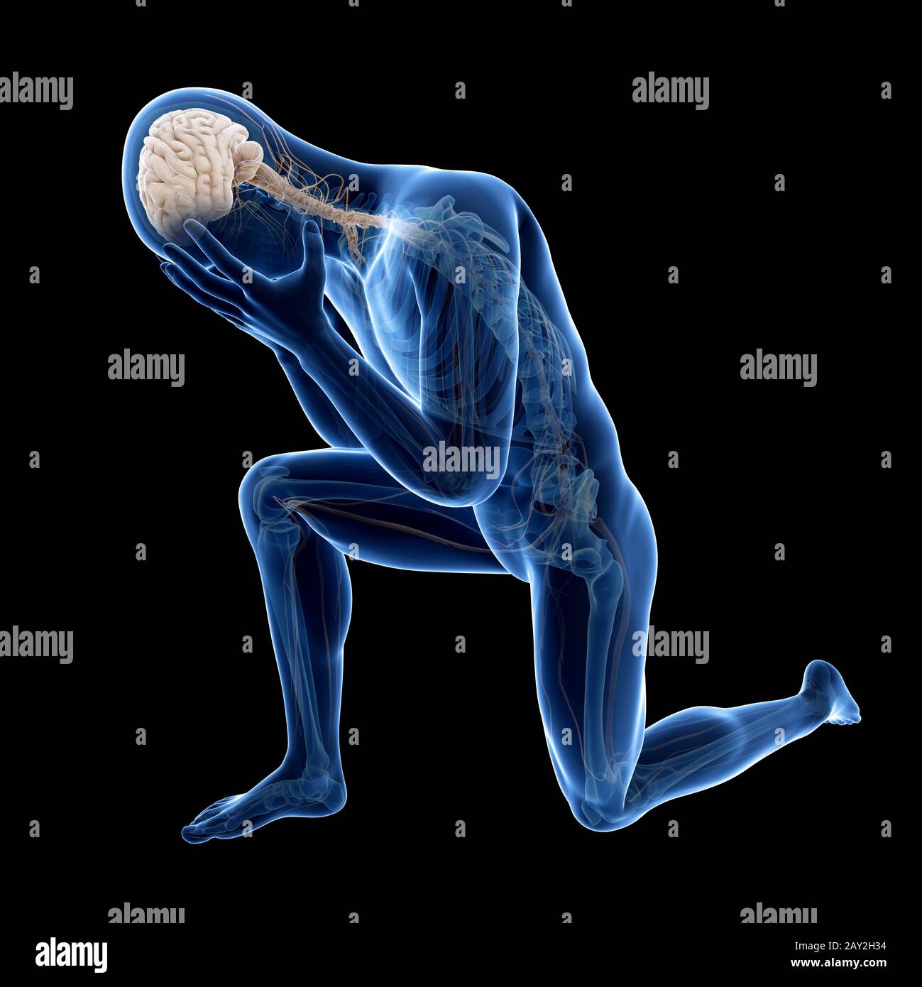 Illustration anatomy hi-res stock photography and images - Alamy