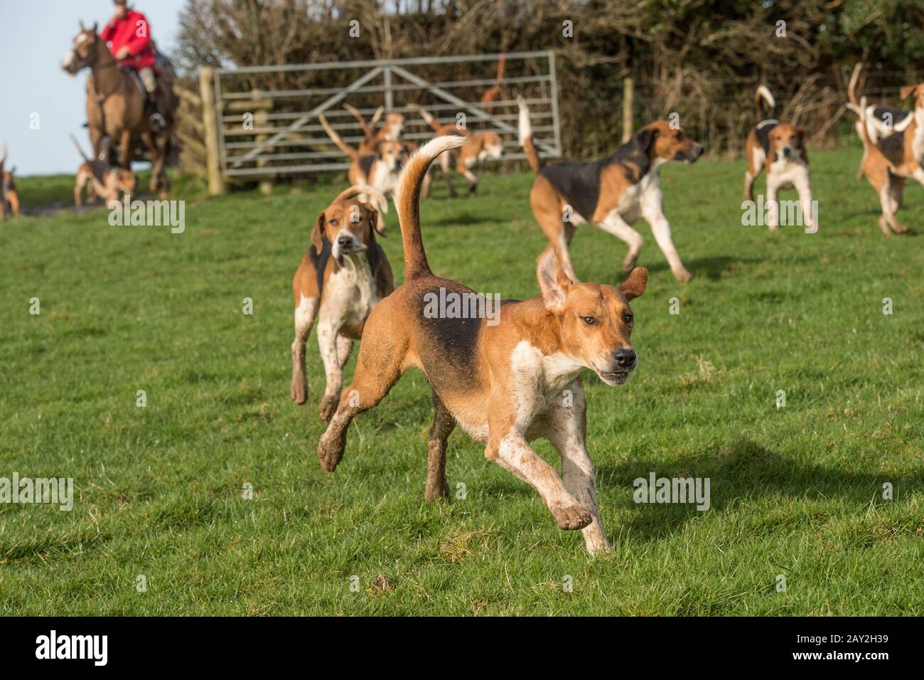 foxhounds and huntsman on a hunt Stock Photo - Alamy