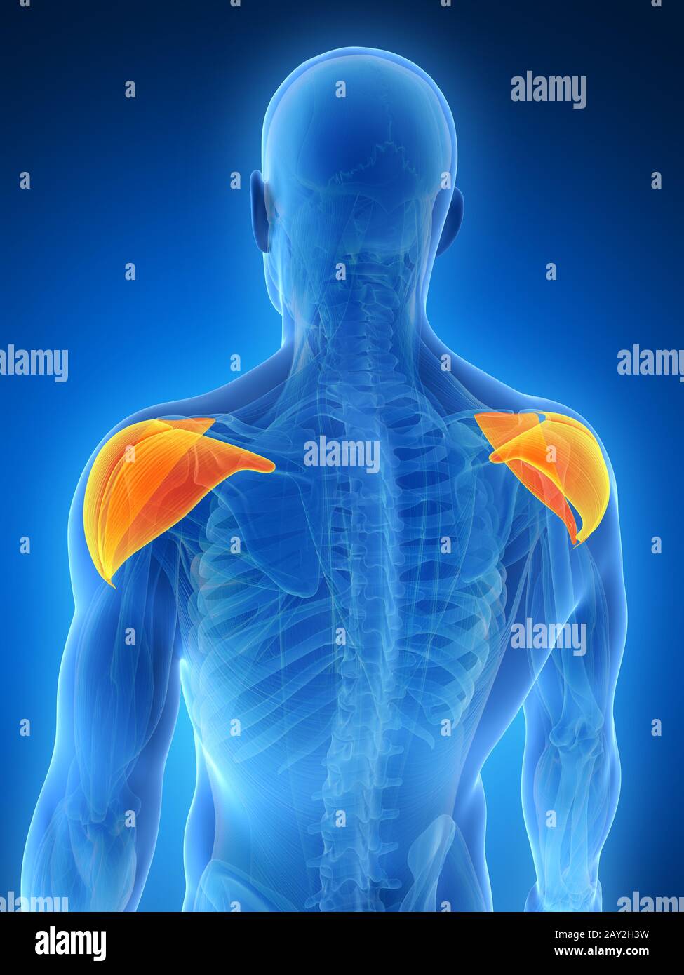 Human shoulder muscle hi-res stock photography and images - Alamy