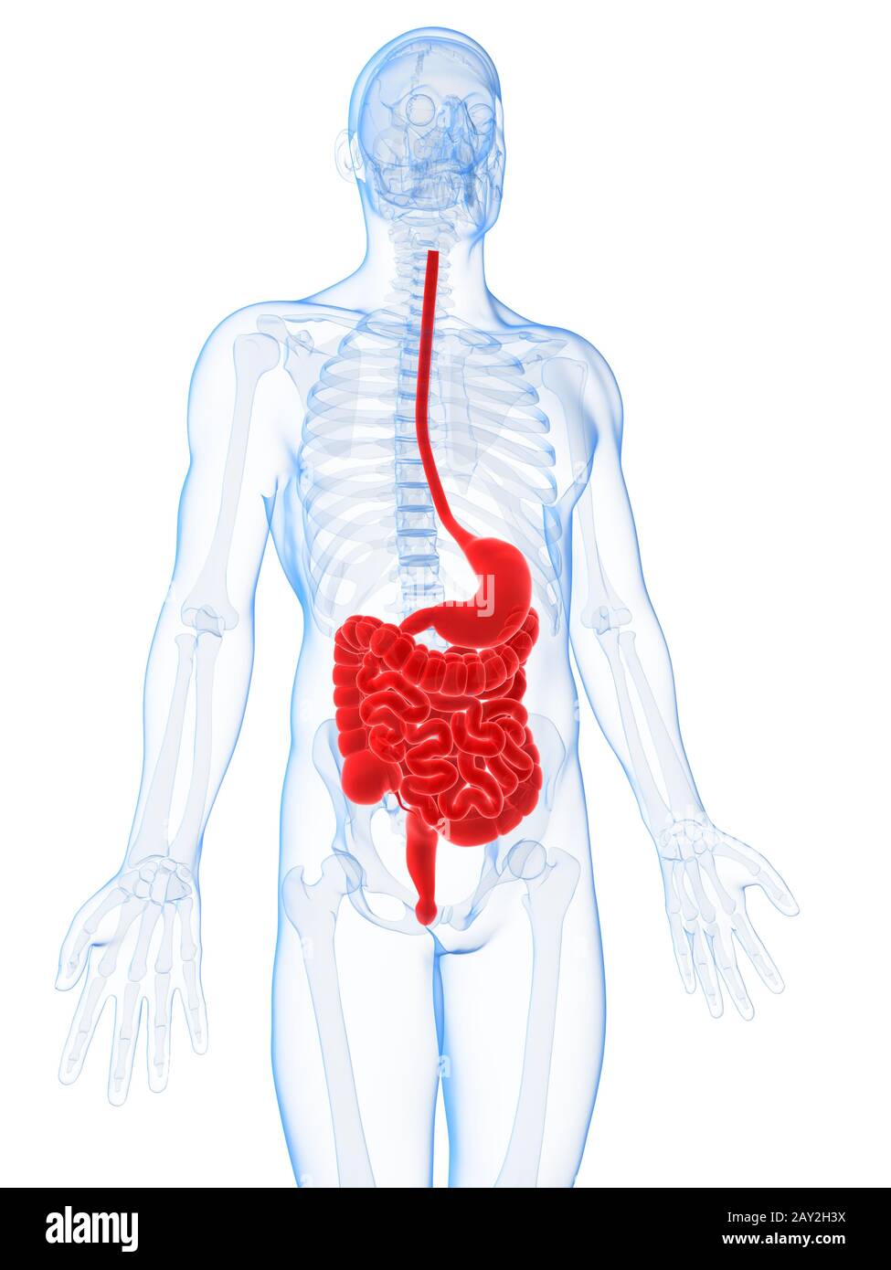 Male digestive system hi-res stock photography and images - Alamy