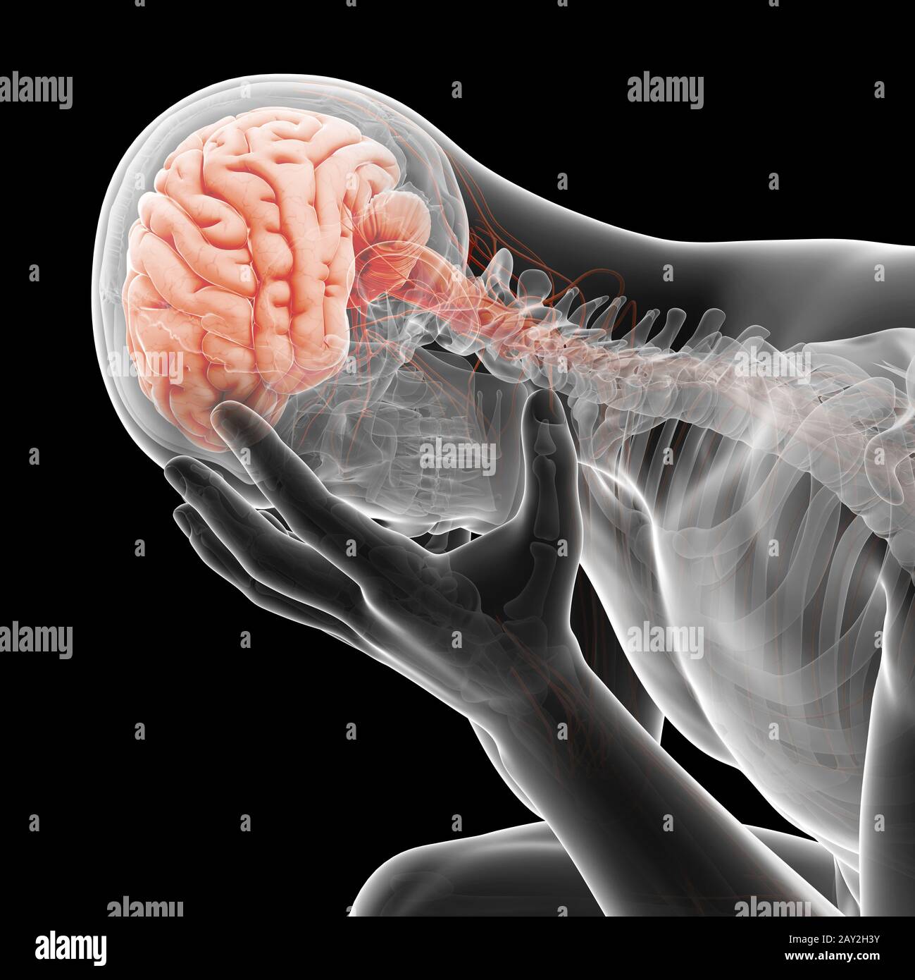 depression illustration - visible anatomy Stock Photo - Alamy